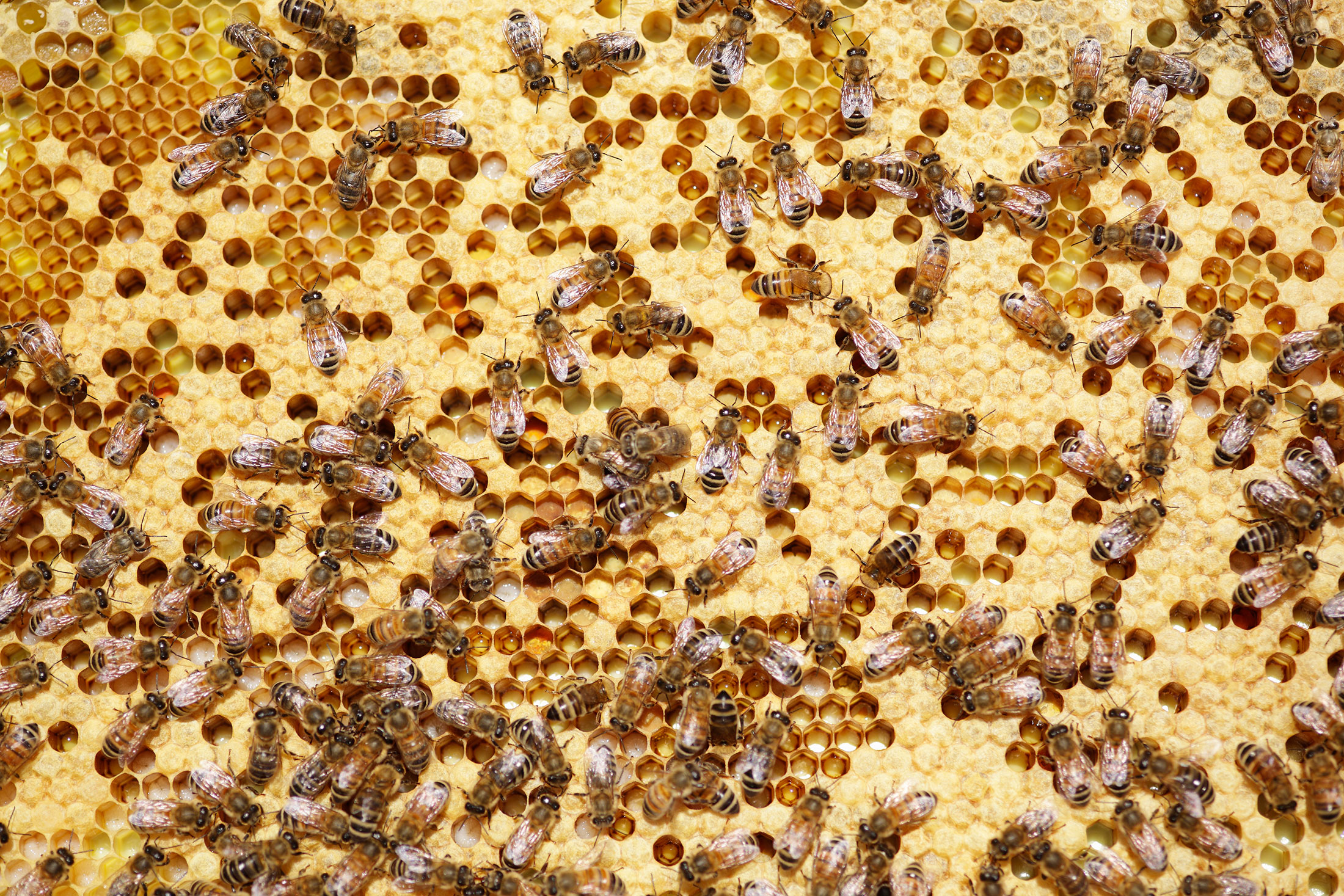 14 Smart Inventions Inspired by Nature: Biomimicry - Bloomberg Business