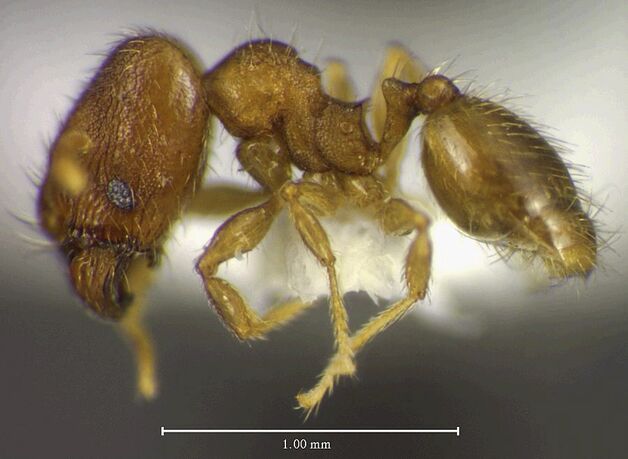 TIL Harrison Ford has had a species of spider (Calponia harrisonfordi ...