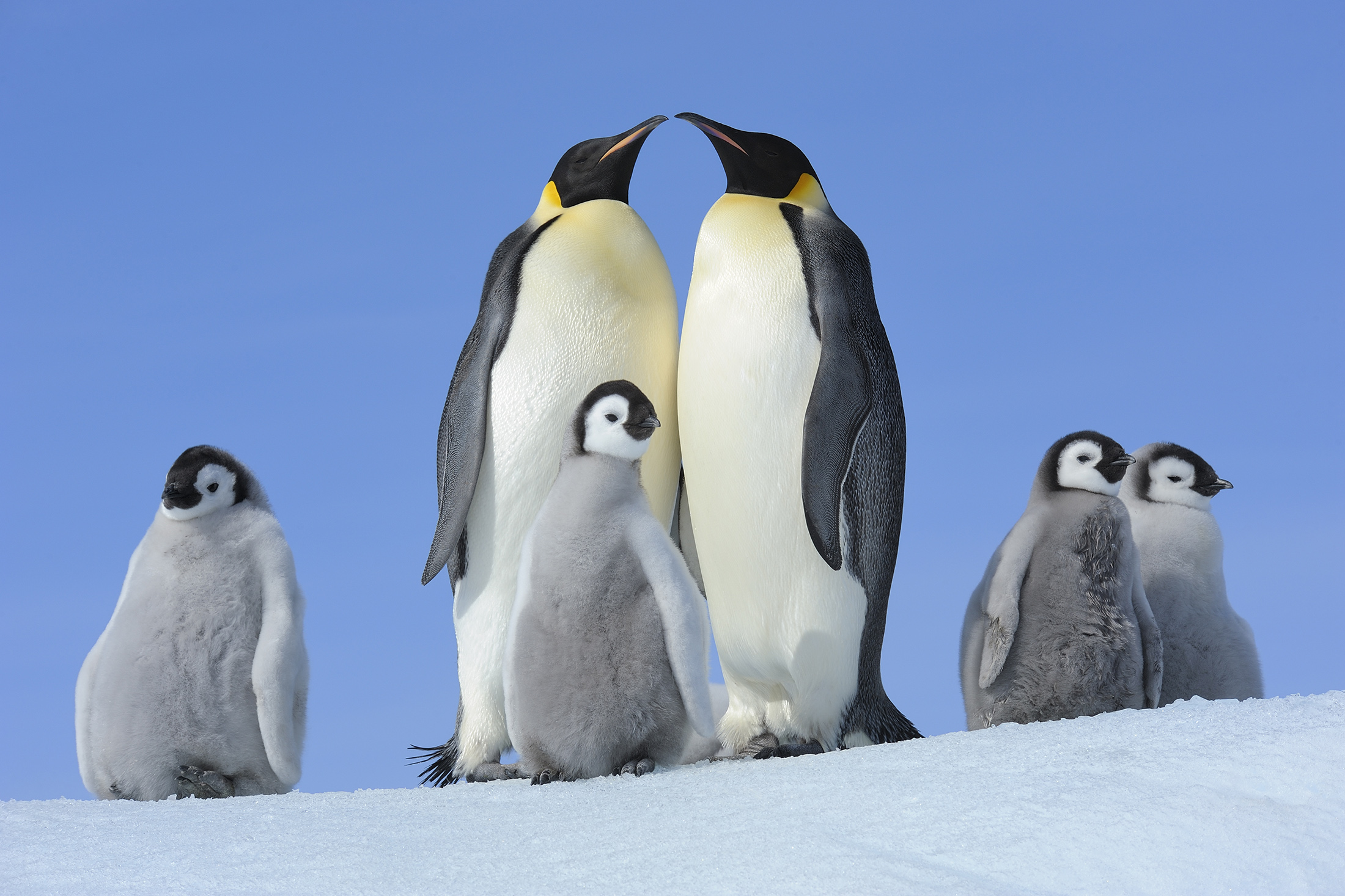 Baby Emperor Penguins