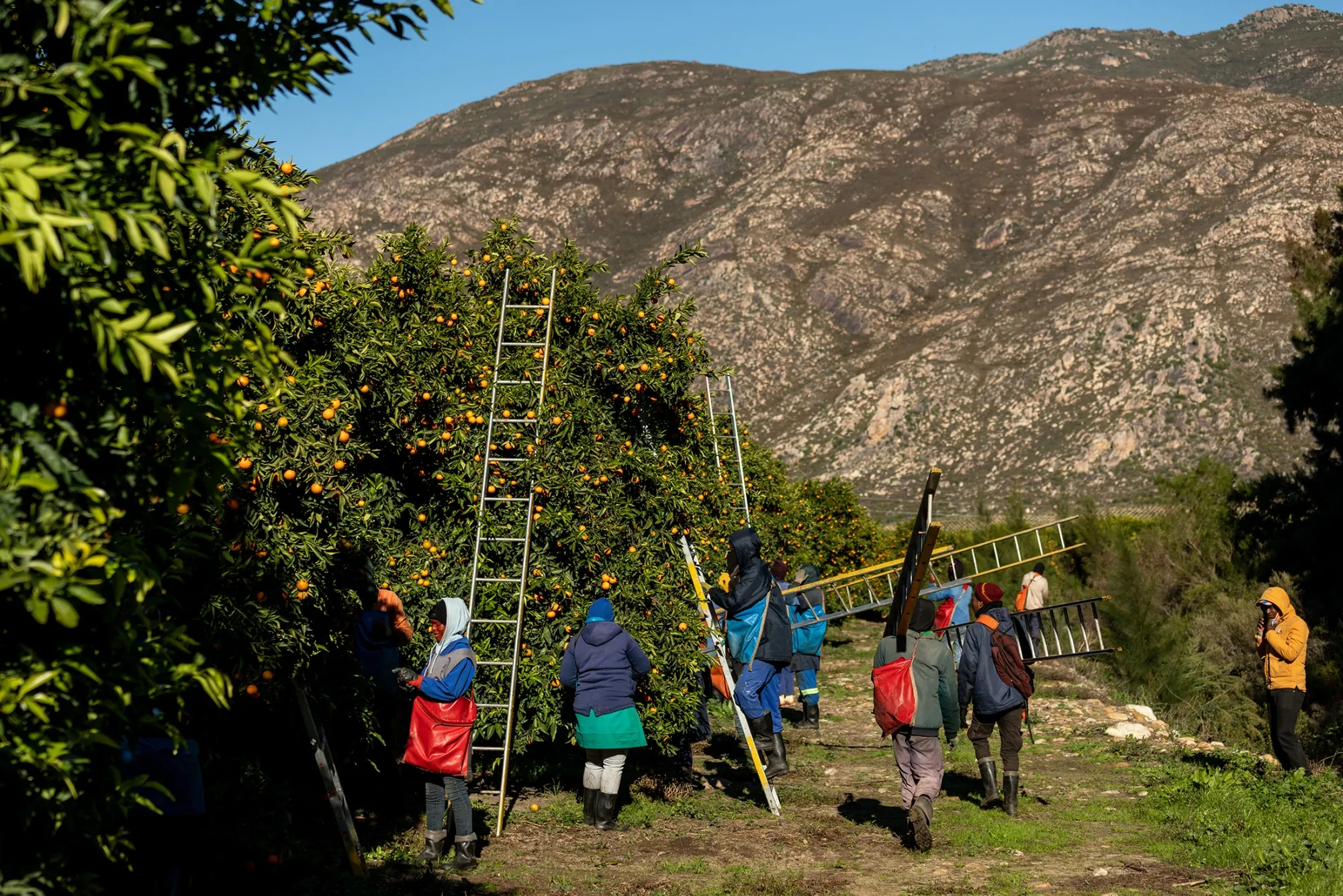 South Africa's Citrus Farmers Brace For Trump Tariffs Impact - Bloomberg