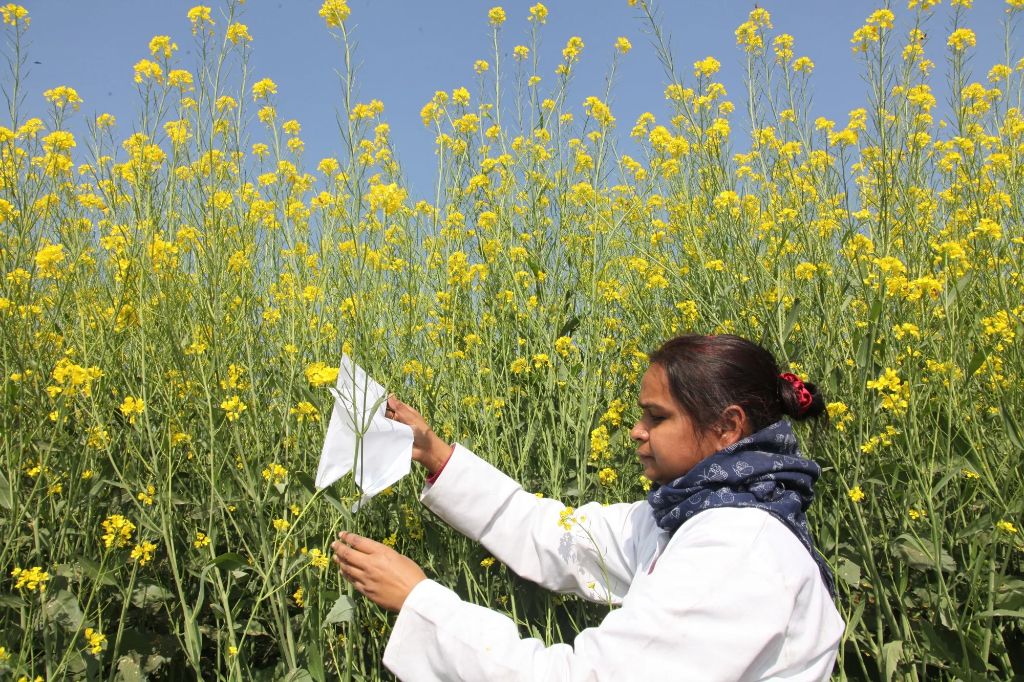 US Trade Talks May Be Cracking India’s Opposition to GM Crops - Bloomberg