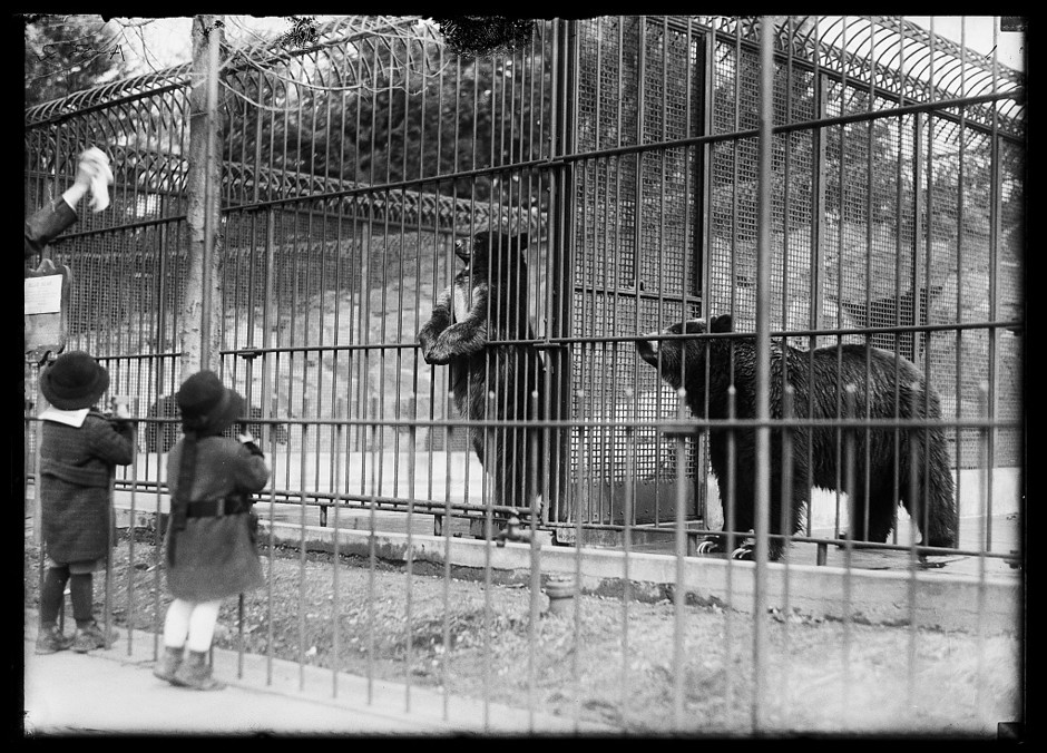Zoos Cages