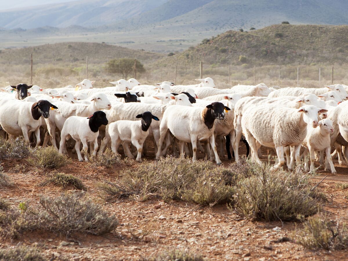 South Africa’s Karoo Lamb Is Now Protected Like Champagne - Bloomberg