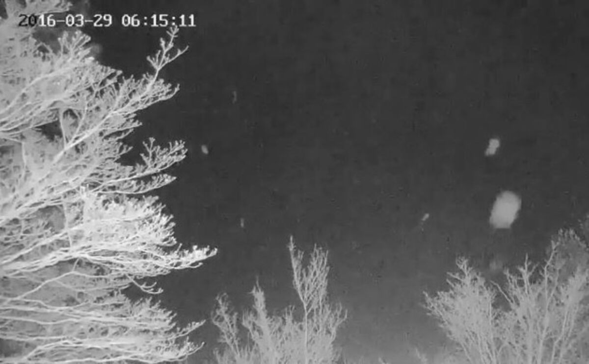 South Carolina's Pollen Count Is So High It Looks Like Snow - Bloomberg