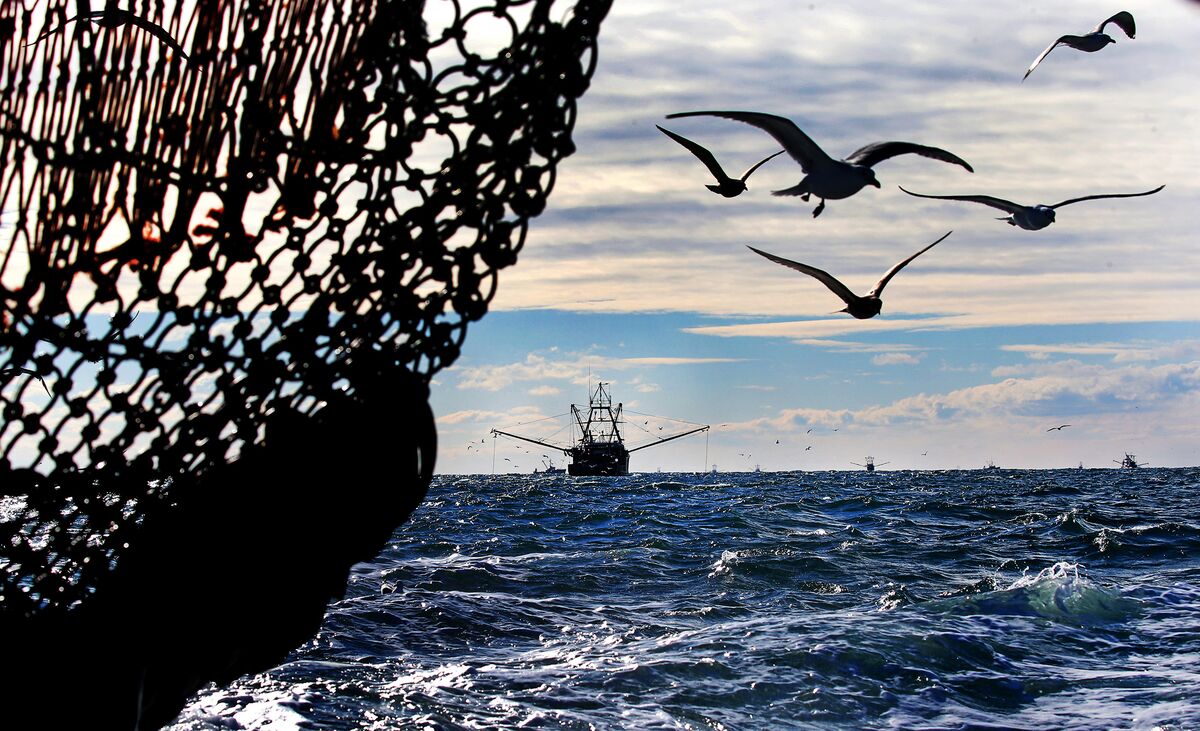 New York's Prized Scallops Face Off Against Offshore Wind - Bloomberg