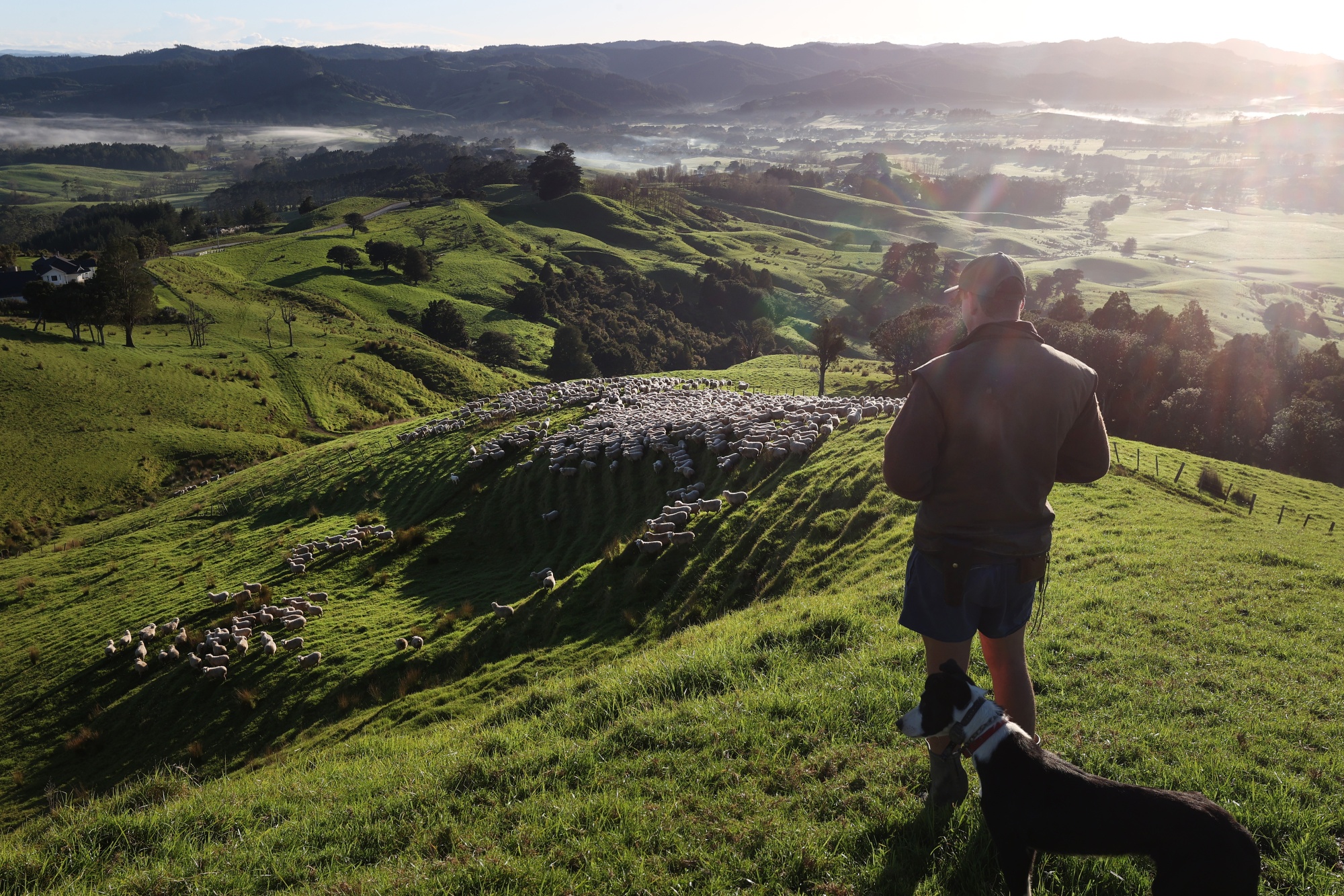 New Zealand Tightens Rules Around Conversion of Farms to Forests ...