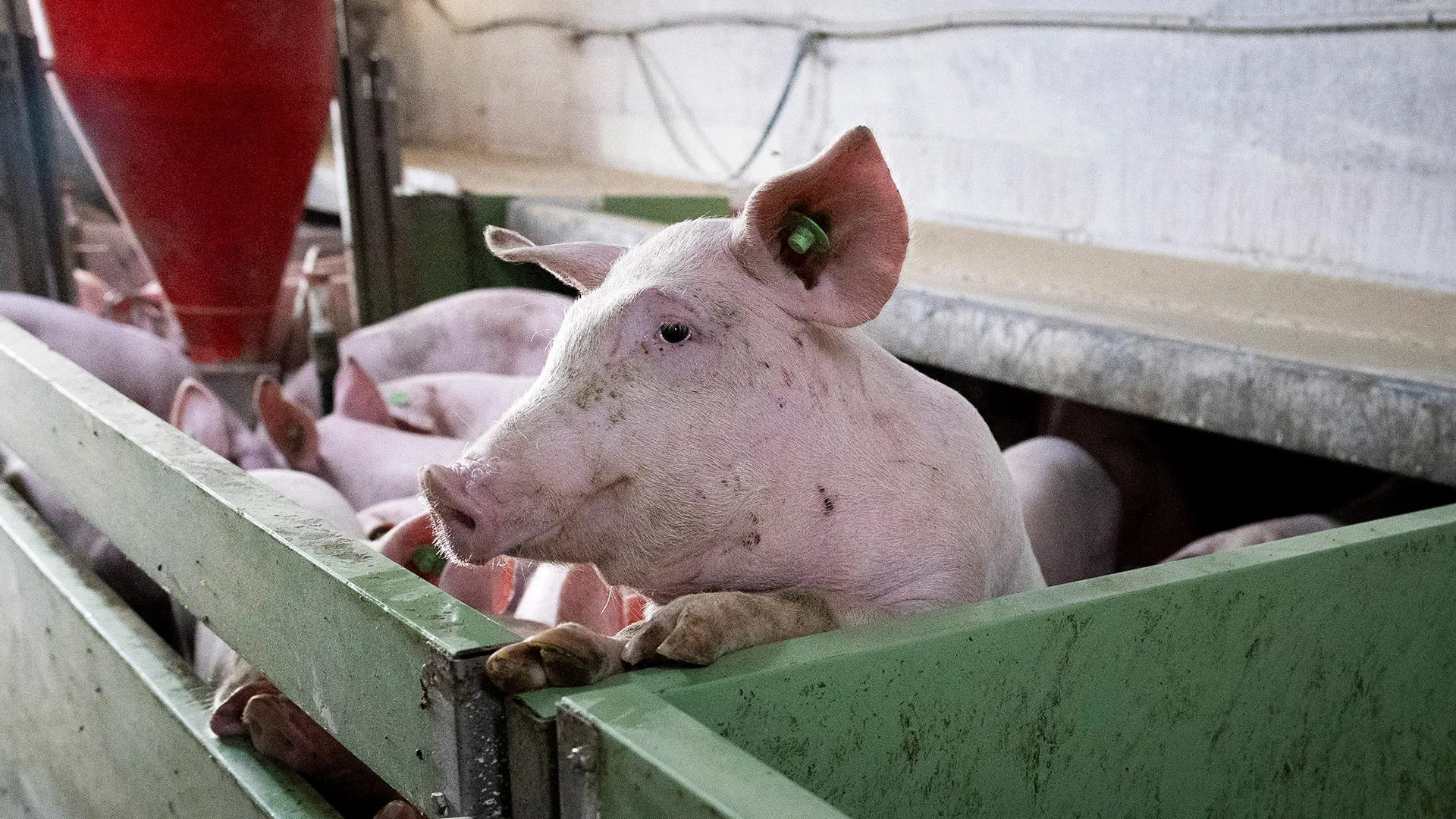 Watch The Save Our Bacon Act Targets Pig Welfare in Pork Industry ...