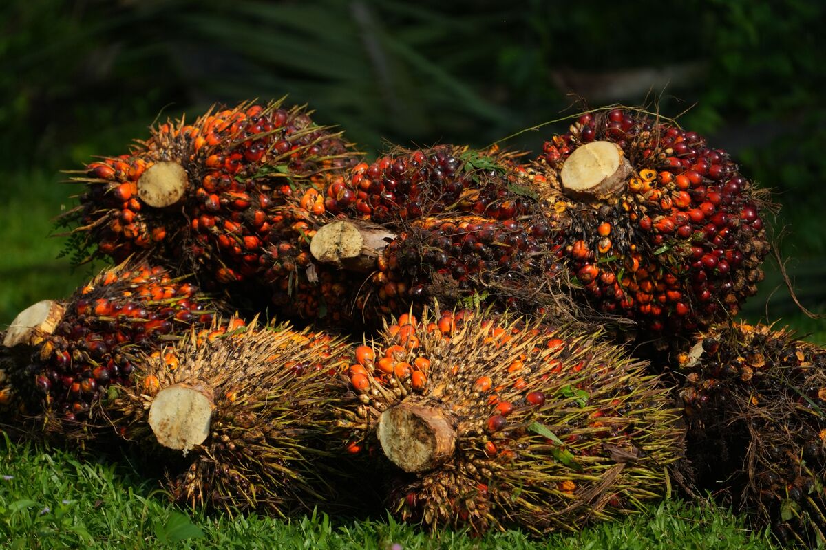Palm Fruit Left to Rot as Indonesia Export Revamp Hits Farmers - Bloomberg