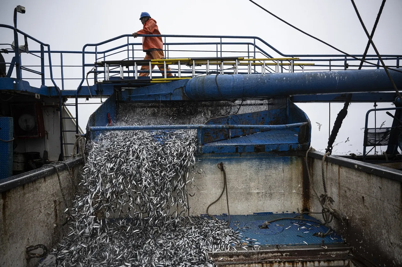 Peru to Extend Anchovy Fishing Halt on El Niño Threat - Bloomberg