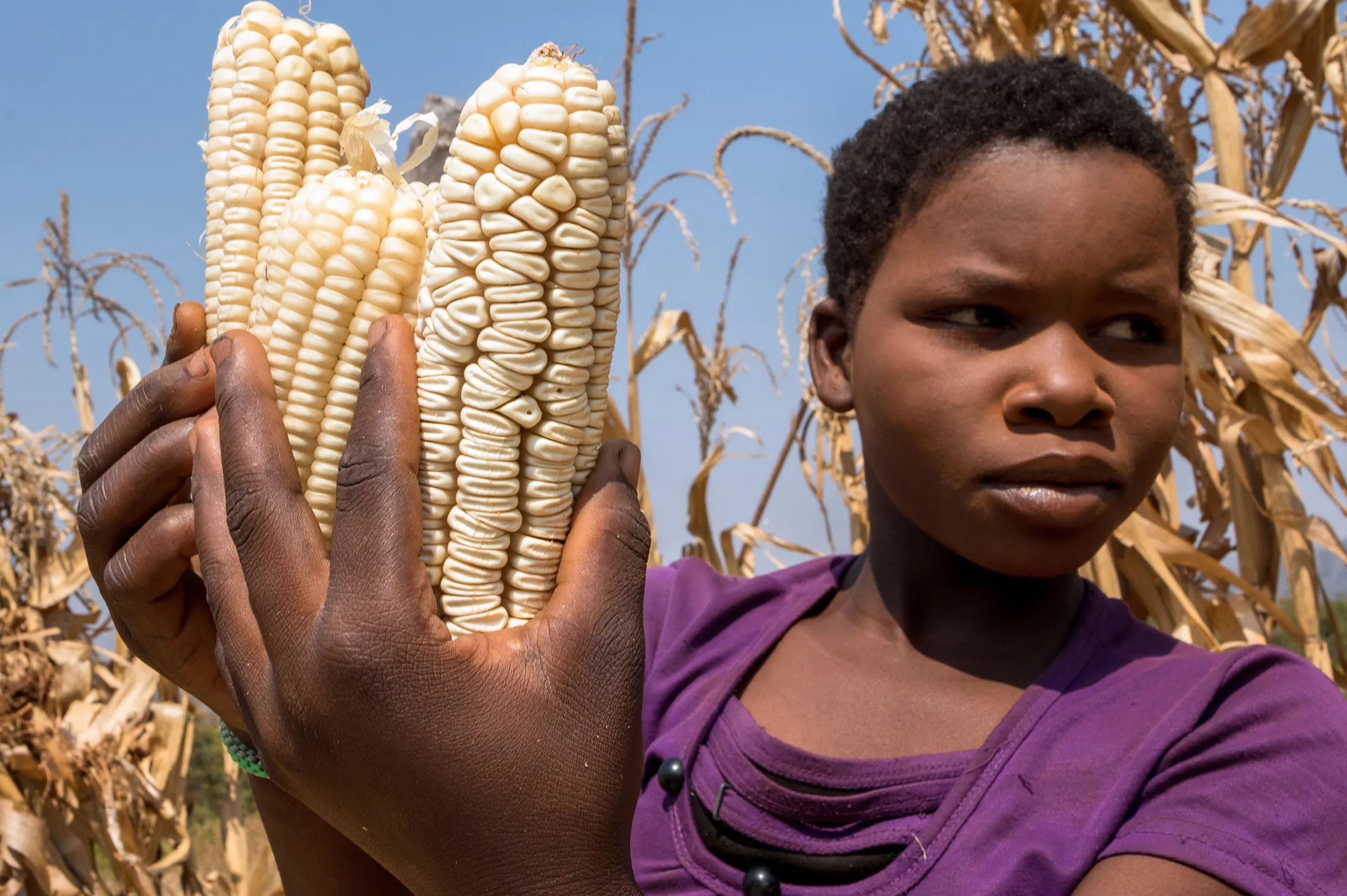 Record-Low Zimbabwe Corn Crop to Press Drought-Hit S. Africa - Bloomberg