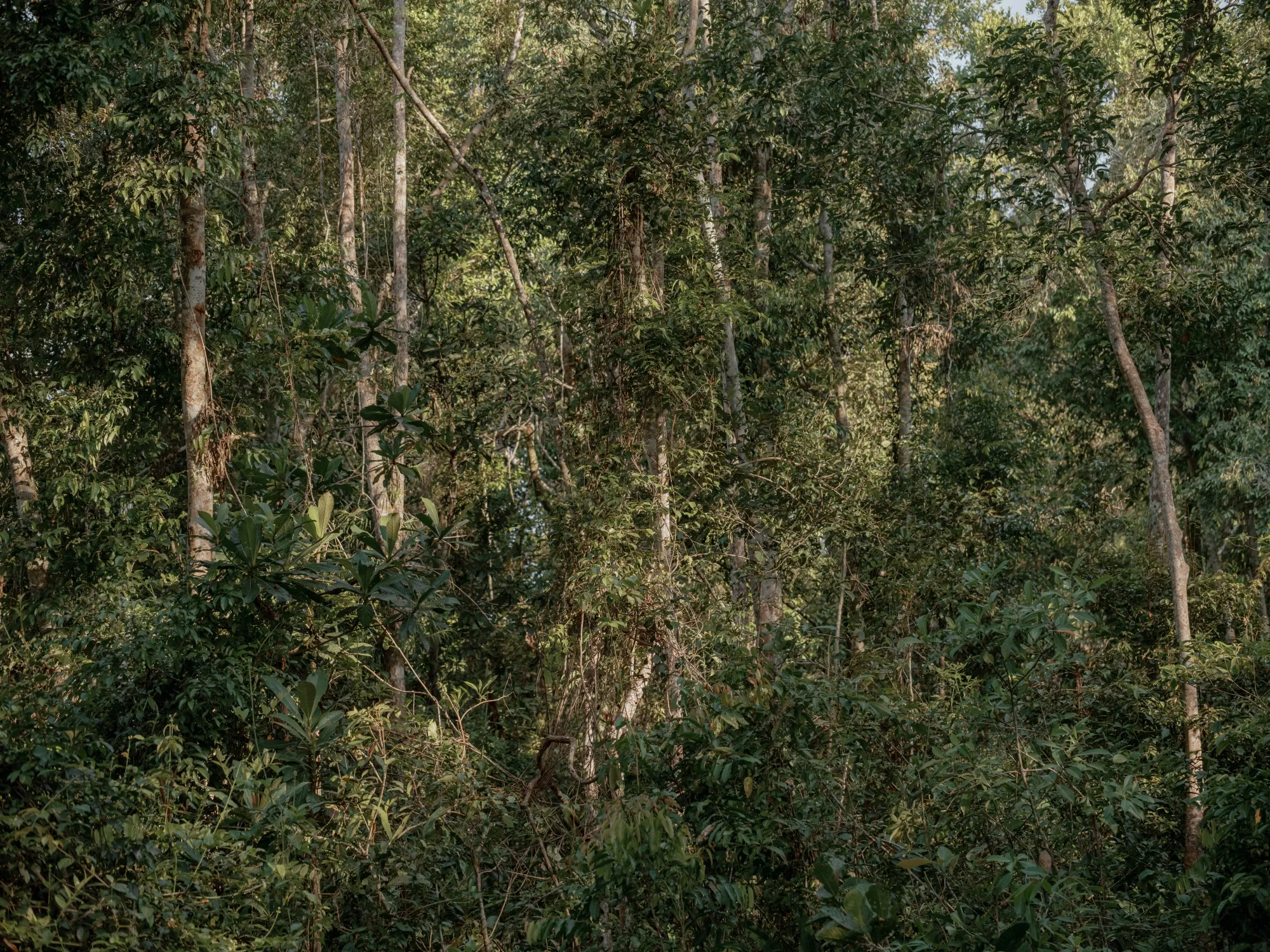 Indonesia Aims to Curb Emissions Growth by 2035 in Forestry Bet - Bloomberg