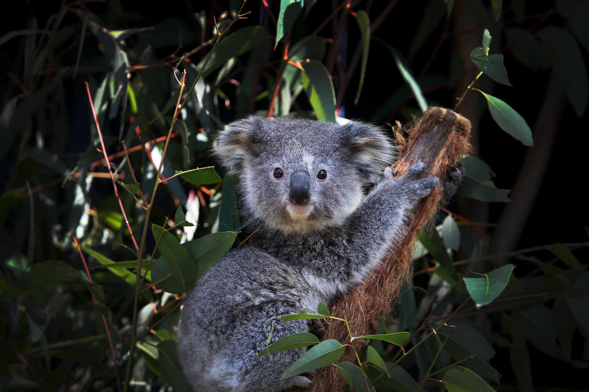 Australia Officially Lists Koala As ‘Endangered’ Species - Bloomberg