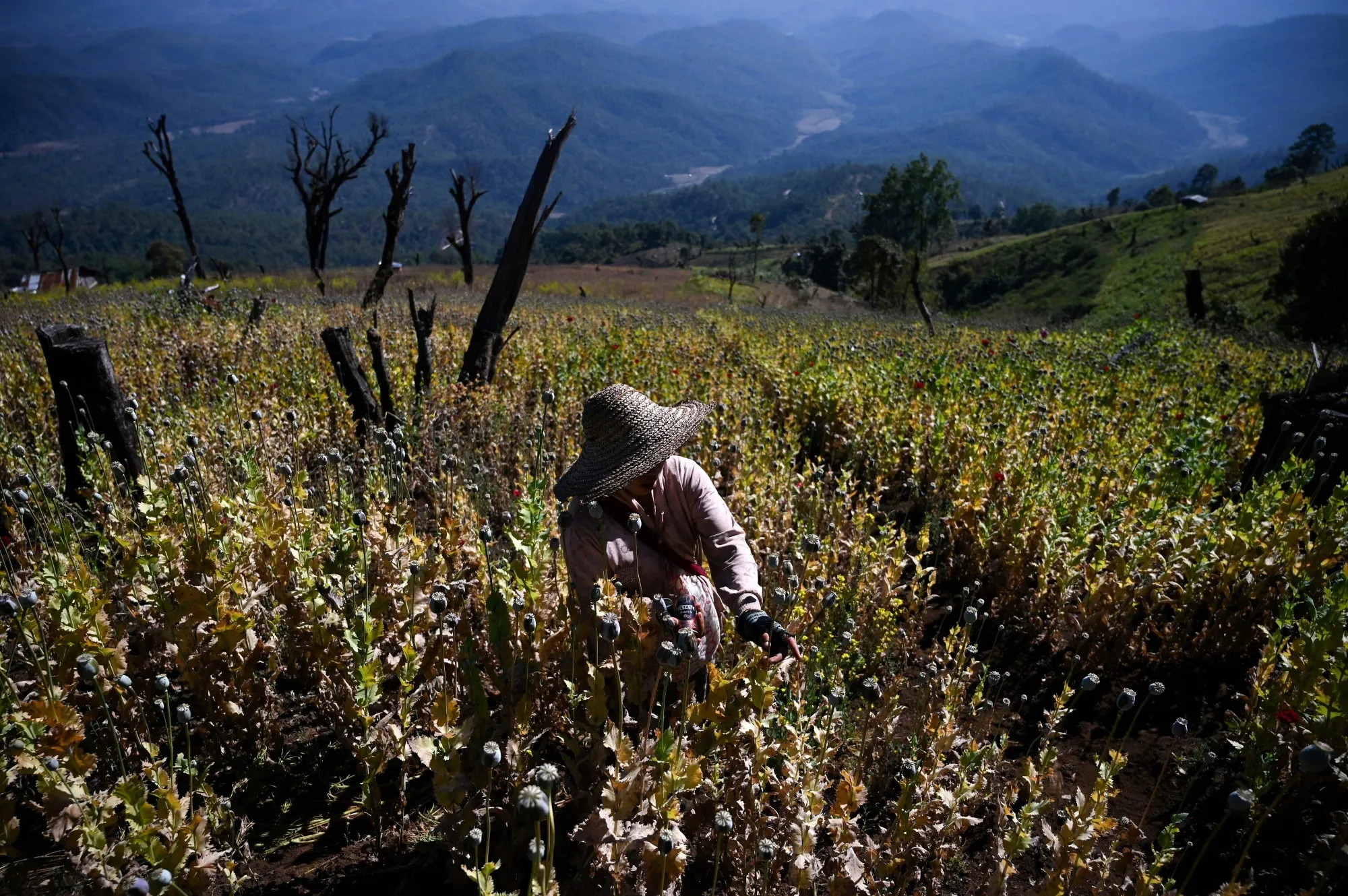 Myanmar Overtakes Afghanistan as World’s Top Opium Producer - Bloomberg