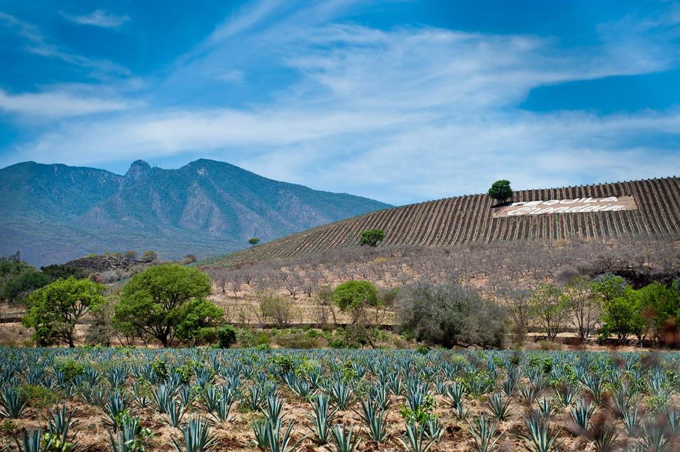 Mexico's Tequila Production Craft - Bloomberg
