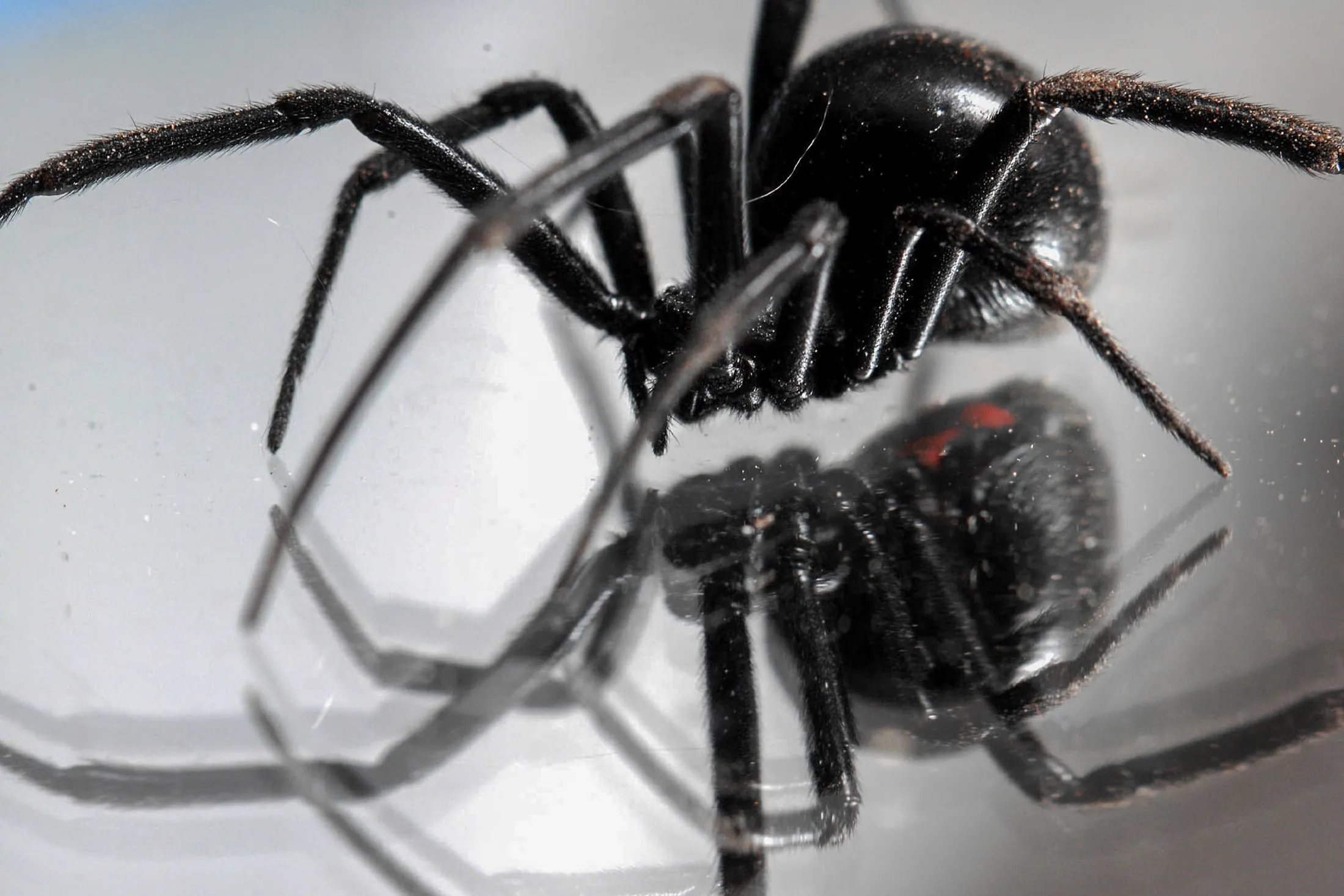 Black Widow Spider Bite Treatment in Short Supply - Bloomberg