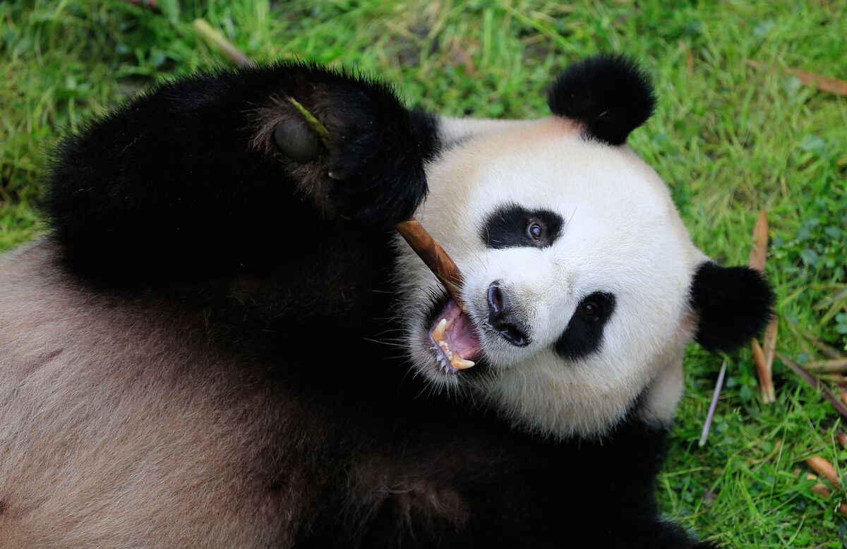 HSBC China CEO Says Panda Bonds Have Plenty of Room to Grow - Bloomberg