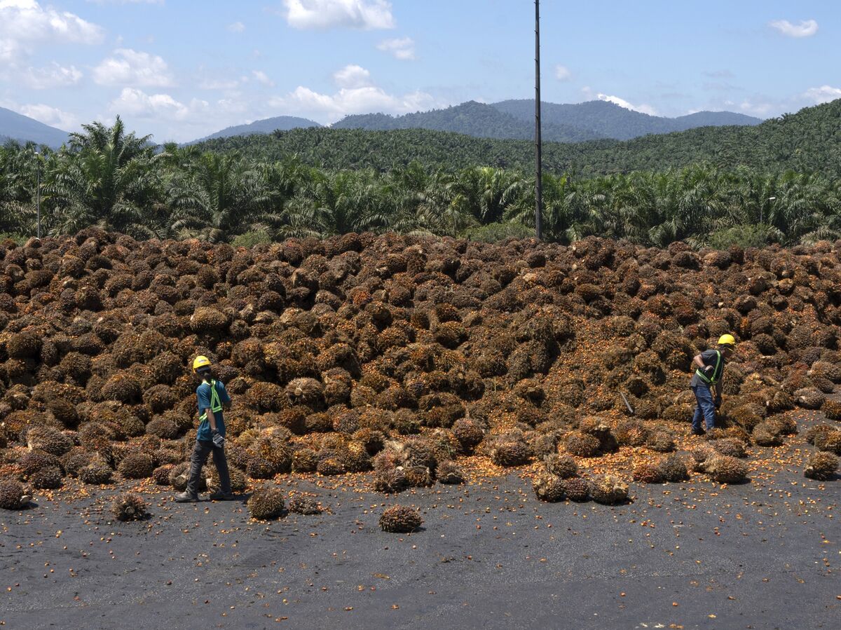 Palm Oil Swings as Supply Concerns Offset Signs of Weaker Demand ...