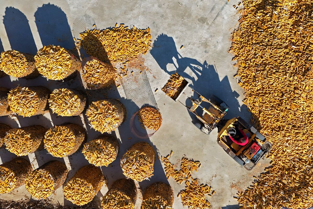 China Corn Imports Running at Slowest Pace in Seven Seasons - Bloomberg