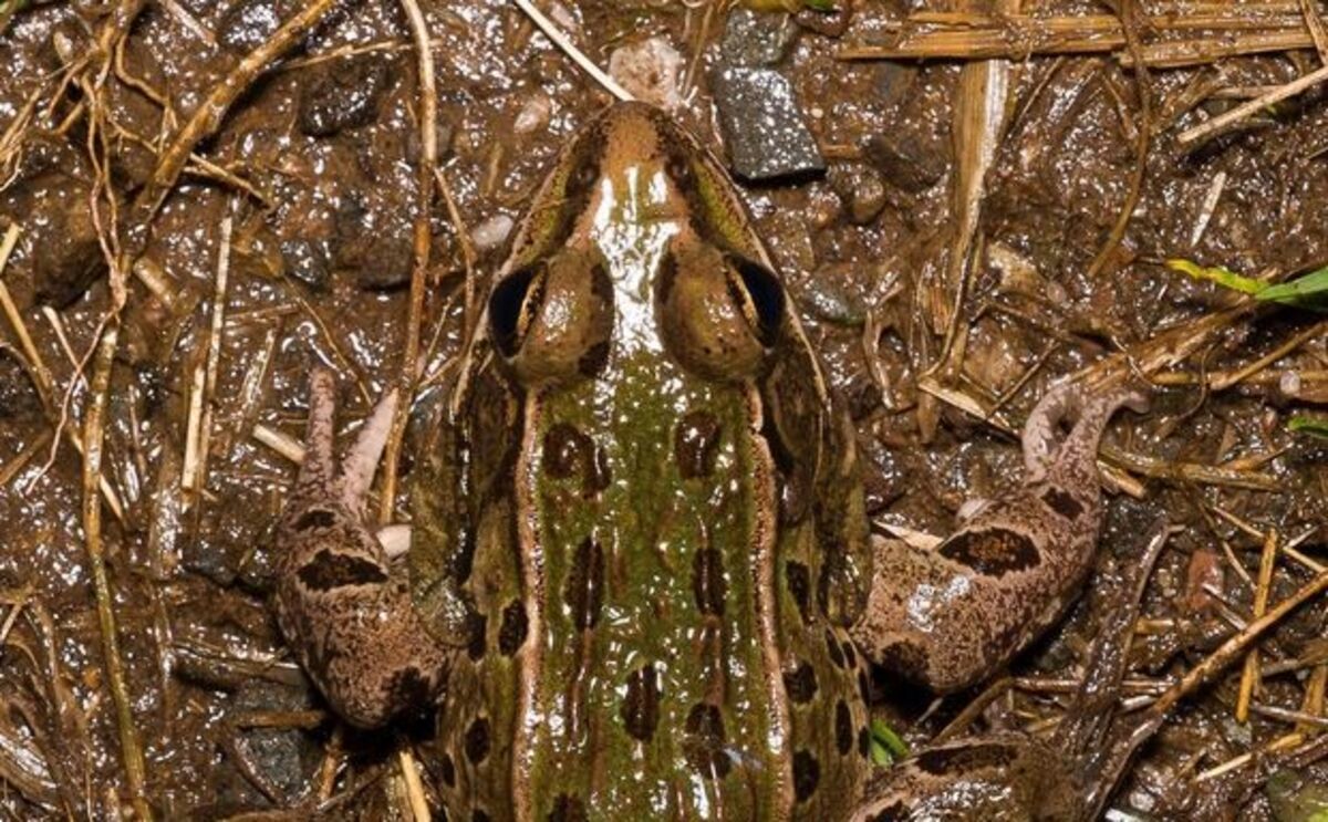 New Frog Species Lurks in the Shadow of the Statue of Liberty - Bloomberg
