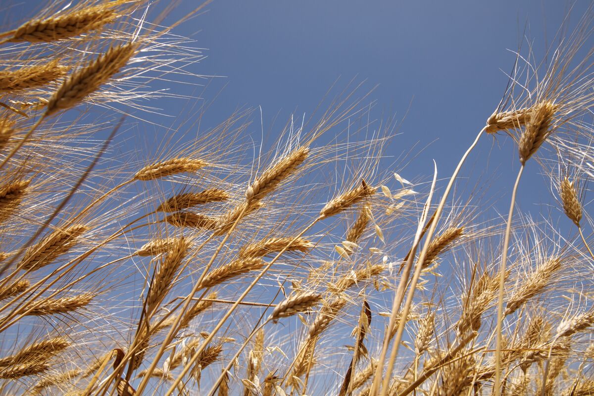 US Wheat Exports Plunge as Mississippi River Dries Up, Global ...