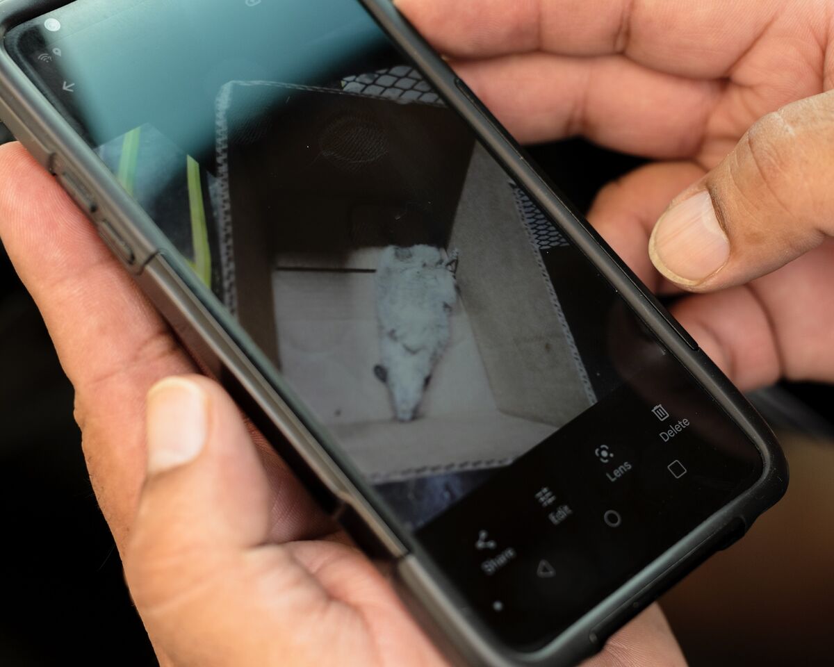 Family Dollar Warehouse Closed After Rats, Bad Conditions - Bloomberg