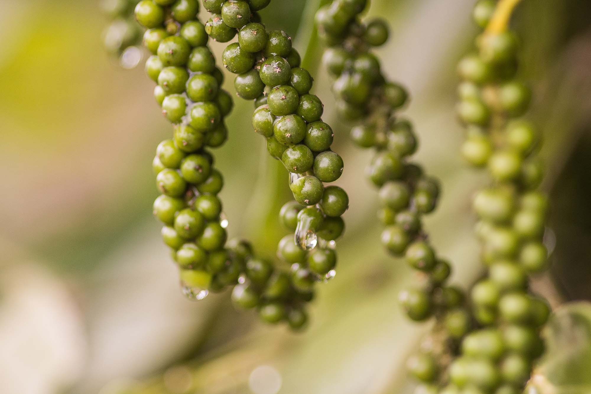 Michelin-Star Taste for Volcanic Pepper Boosts Cameroon - Bloomberg
