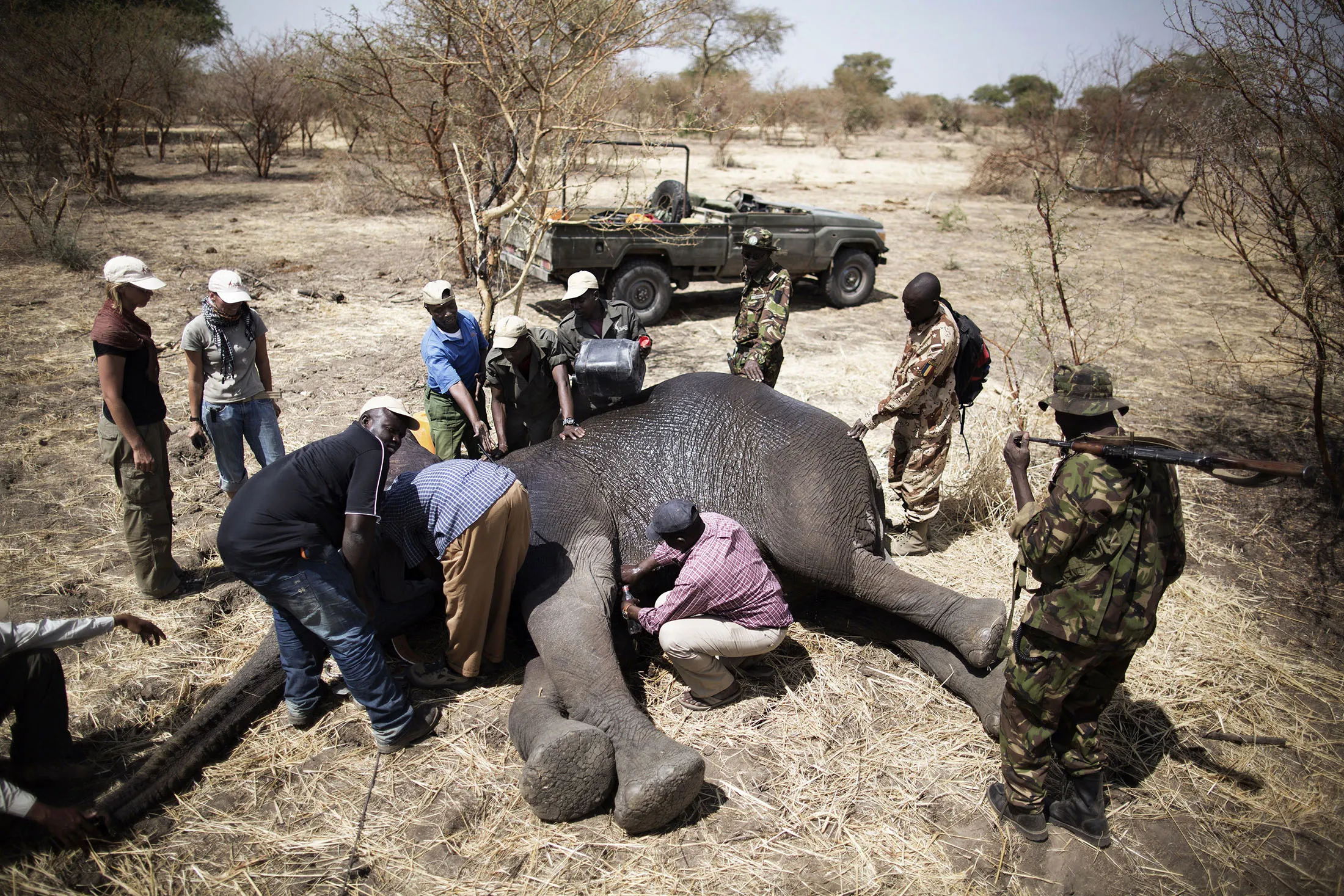 Chad Ends Elephant Rescue Effort with Buffett-Backed Nonprofit - Bloomberg
