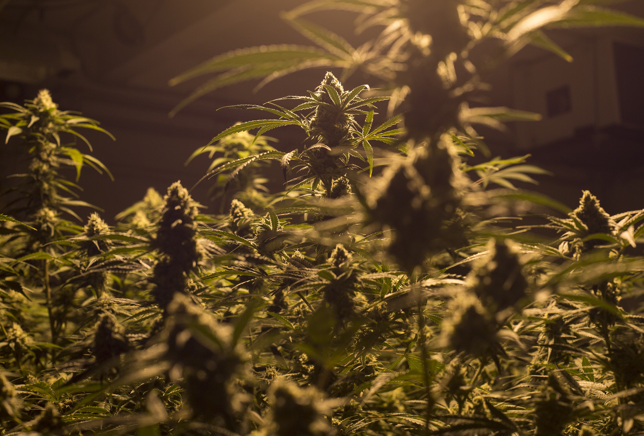 Weed Entrepreneur Dreams Up a 100-Story Skyscraper to Grow Food - Bloomberg