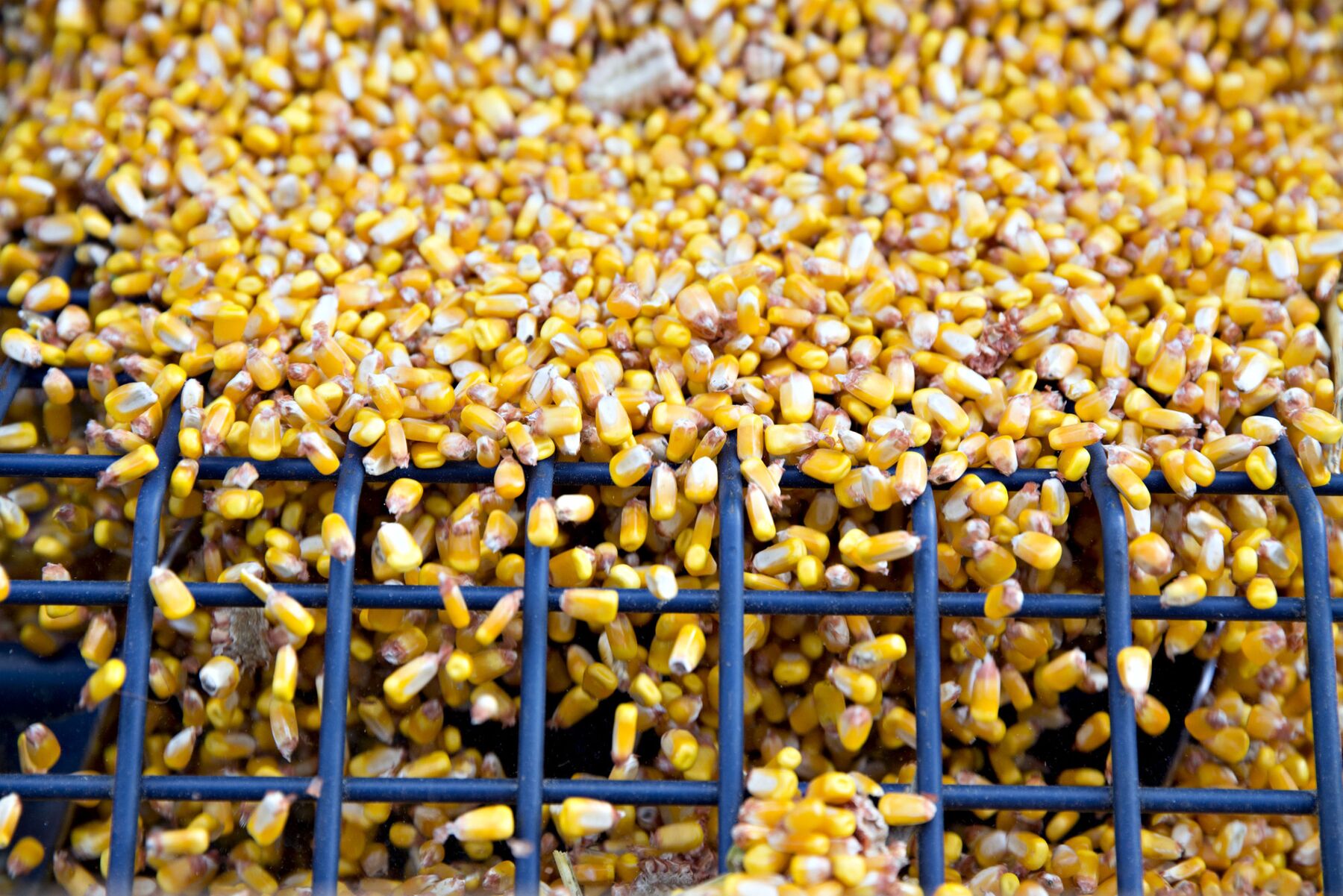 Chinese Buyers Cancel Corn Shipments as Beijing Supports Farmers ...