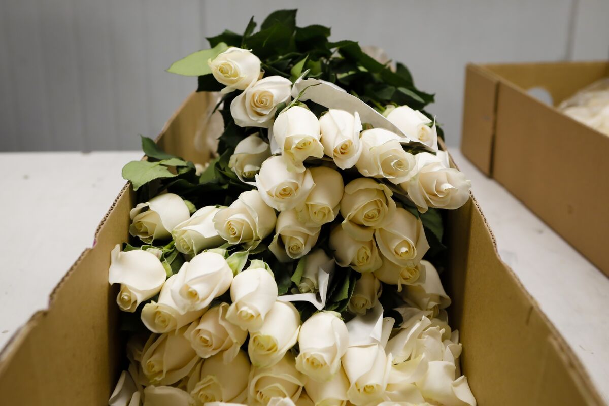 Coronavirus Daily: Covid Dating Tips for Valentine's Day - Bloomberg