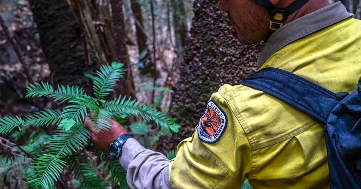 The Quest to Save the Secret Trees - Bloomberg