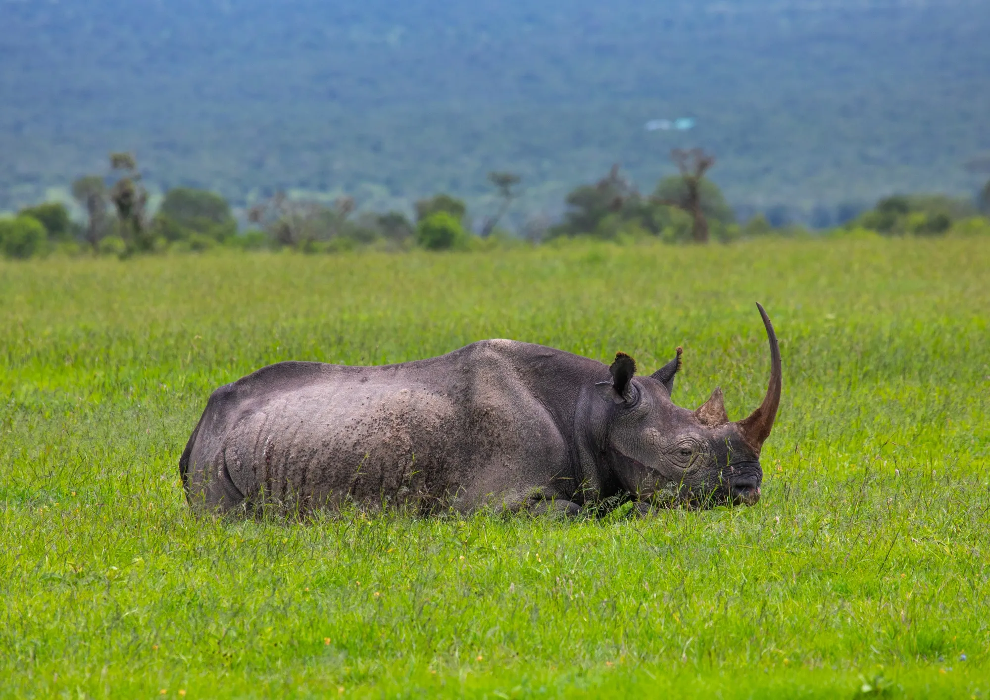 Black Rhinoceros Endangered