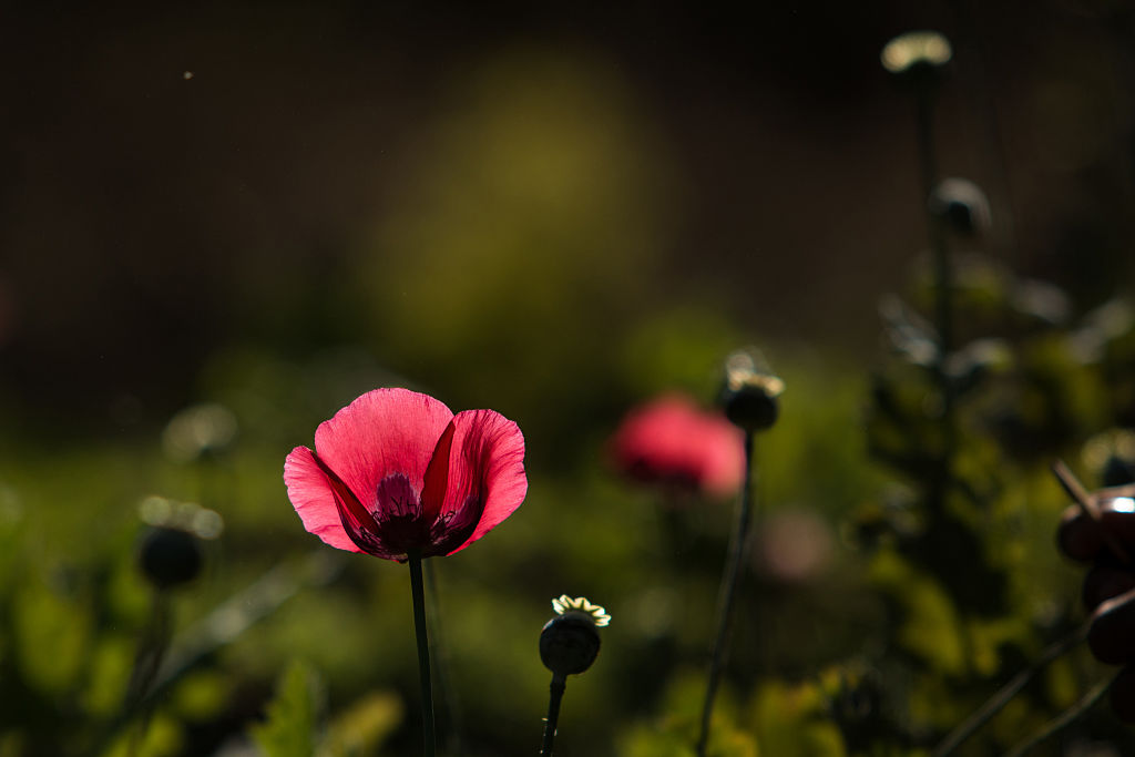 How the Poppy Genome Mutated to Create Opiates - Bloomberg