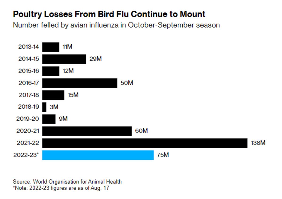Bird Flu Losses Inch Lower From Last Year’s Record Toll - Bloomberg