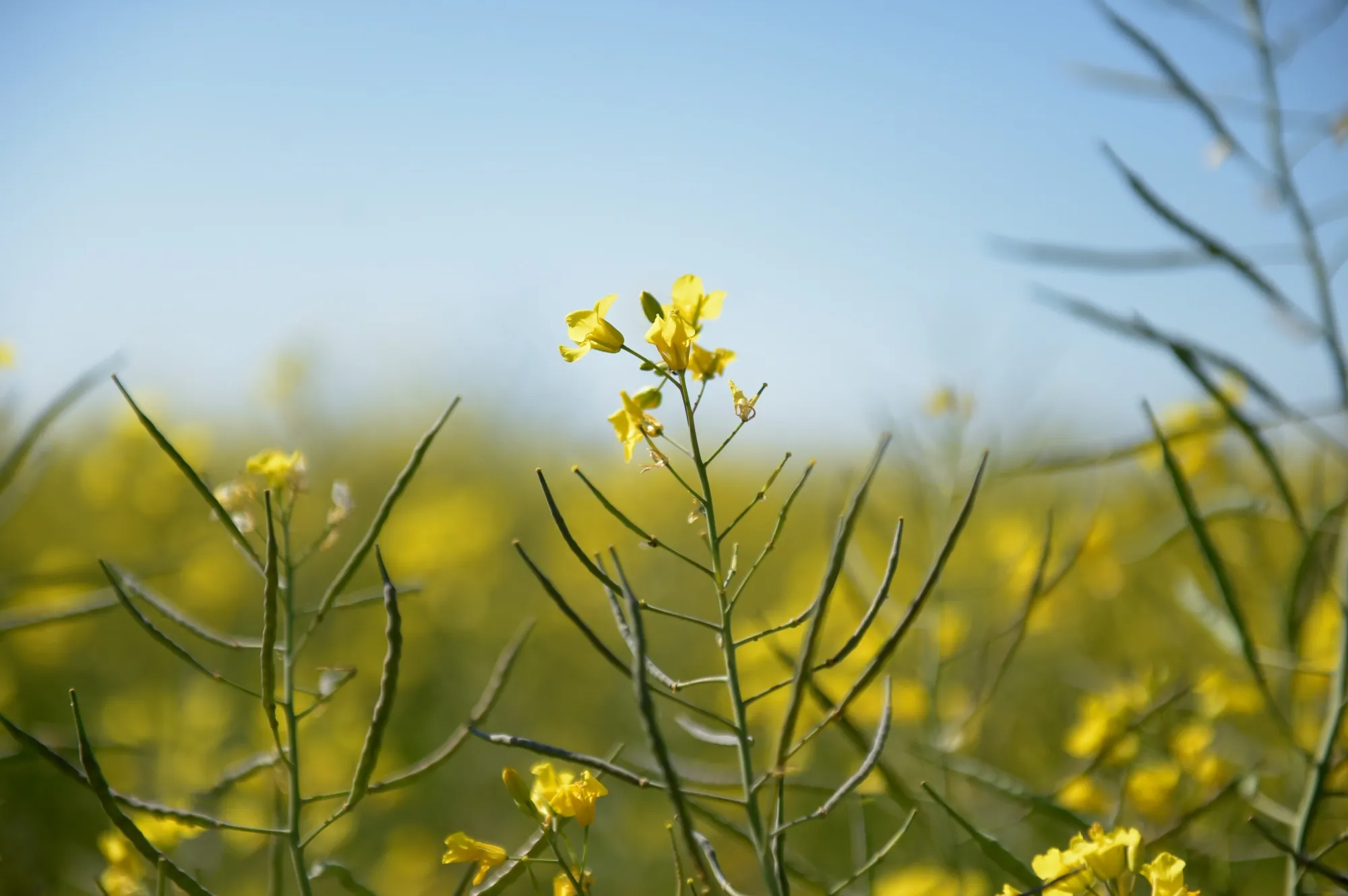 Australia’s Canola Crop Seen Boosted by Deluge in Western State - Bloomberg