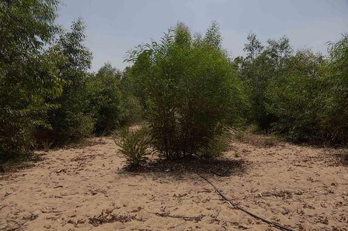 Egypt’s Barren Fields Are Dire Bellwether for Climate Summit ...