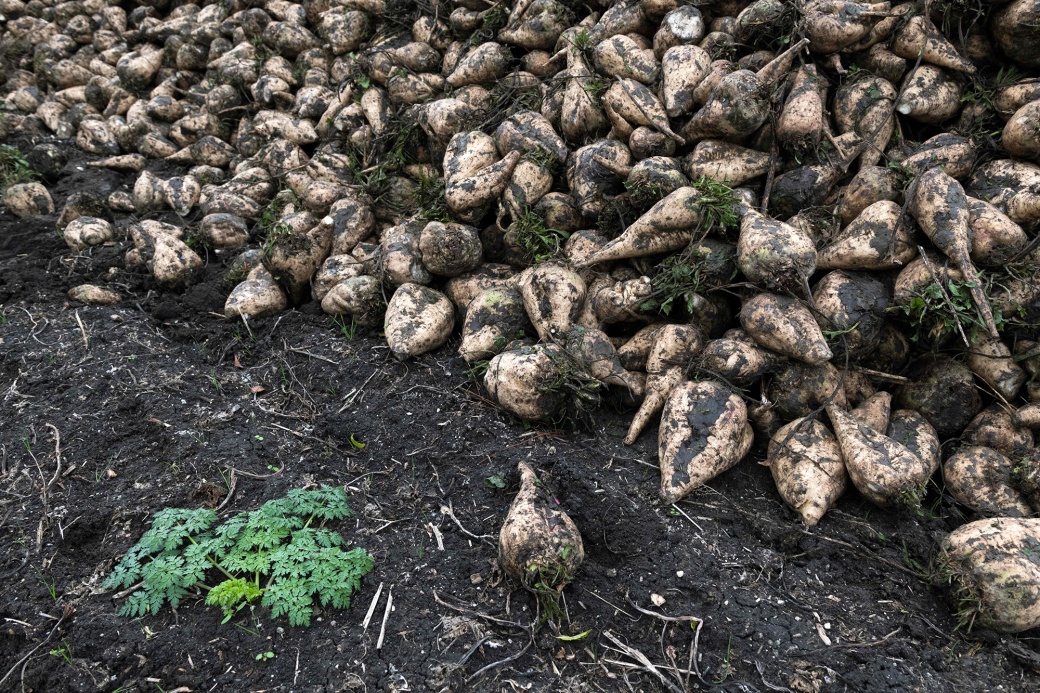 France's Beet Plantings to Slump Despite Neonic Insecticide Ban Lift ...