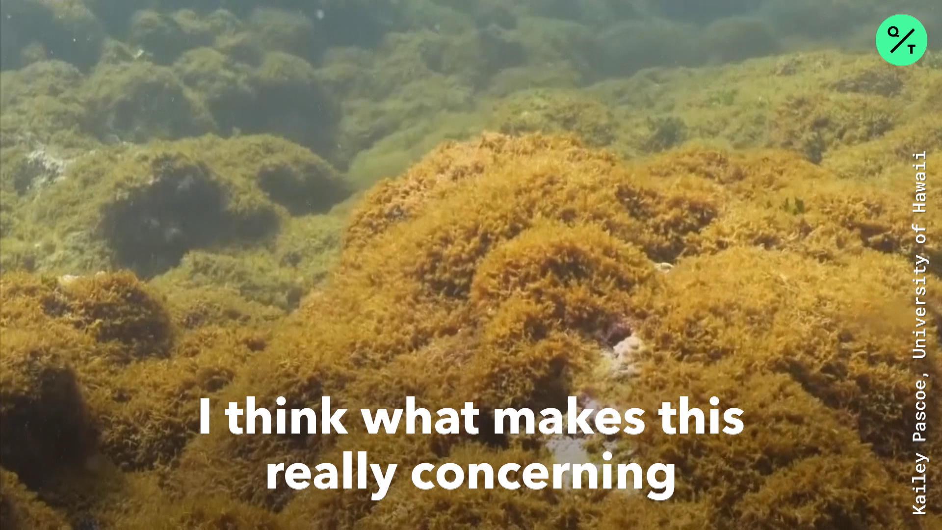 Watch Invasive Seaweed Threatening Coral Reefs - Bloomberg