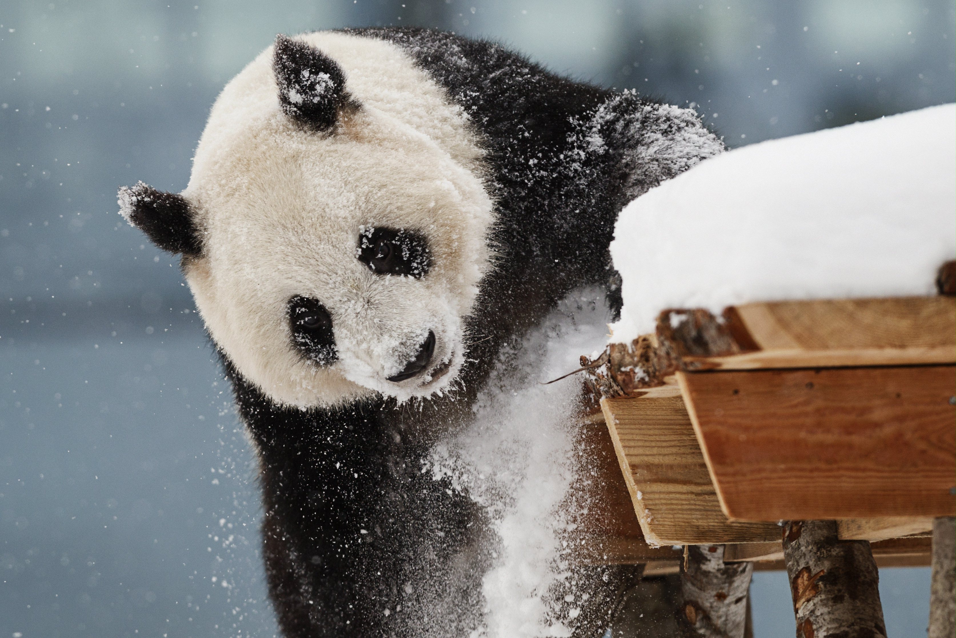 Finland to Return Pandas Lumi and Pyry to China After Struggling to ...