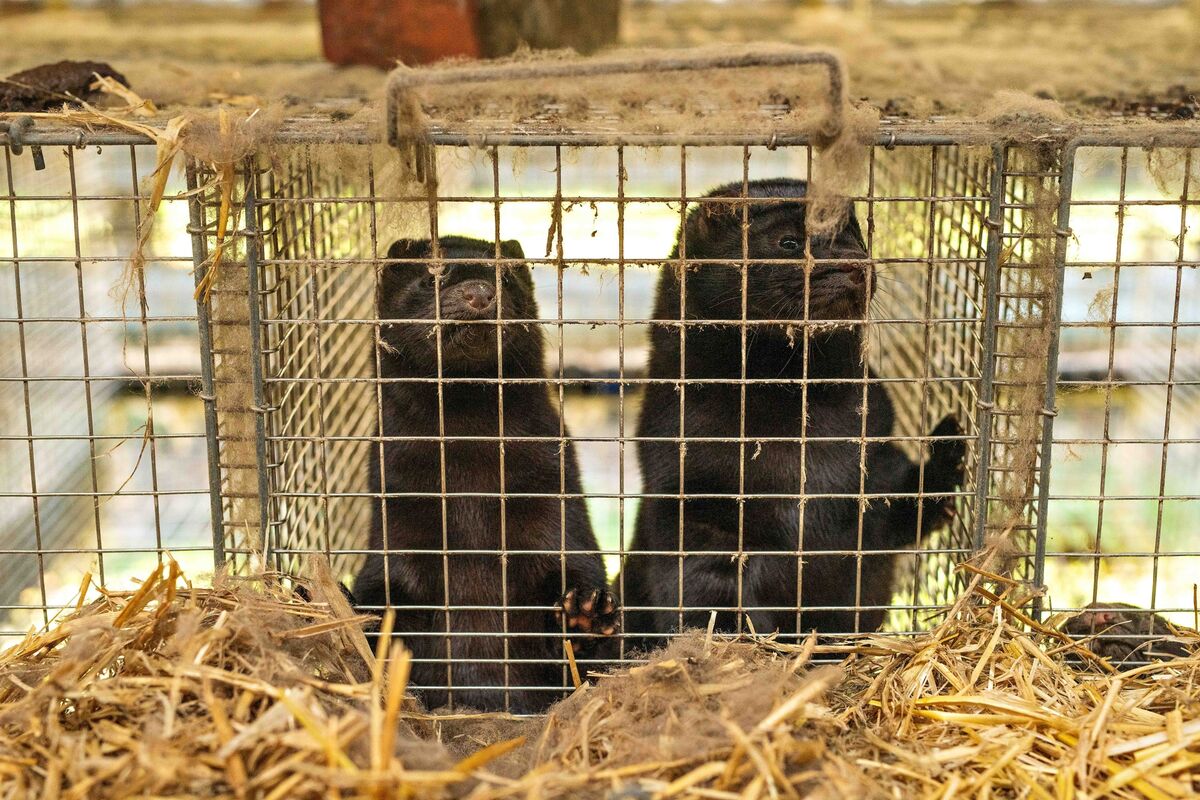 Denmark’s Premier Faces Probe Over Controversial Mink Cull - Bloomberg