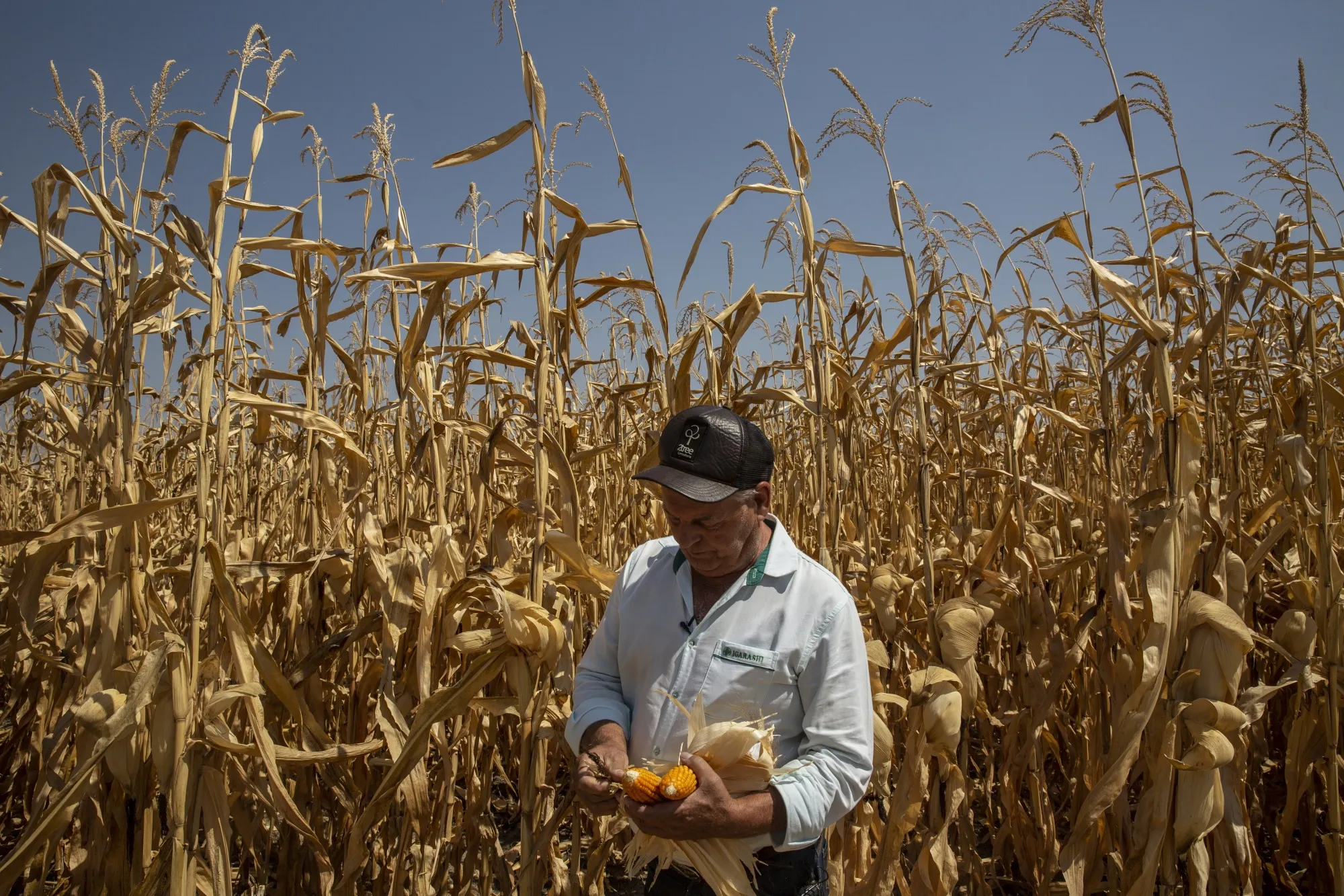 Brazil In Talks for $2 Billion in Funding to Boost Crop Land, Offer ...