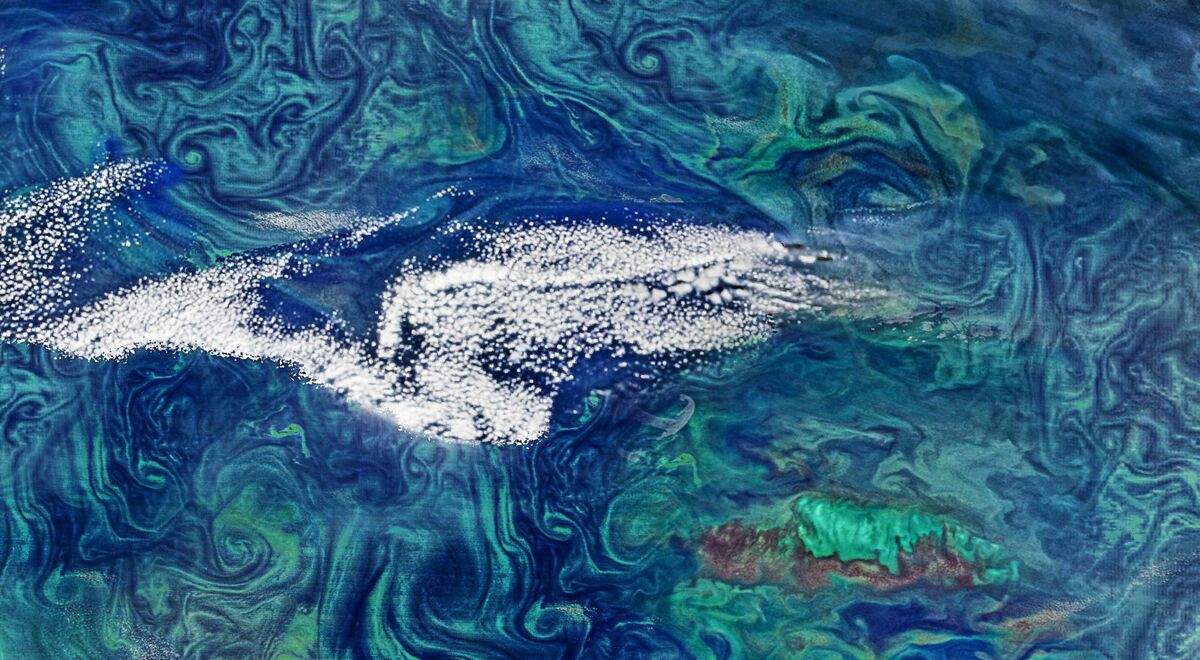 Algae Blooms Visible From Space Increased as Climate Warmed - Bloomberg