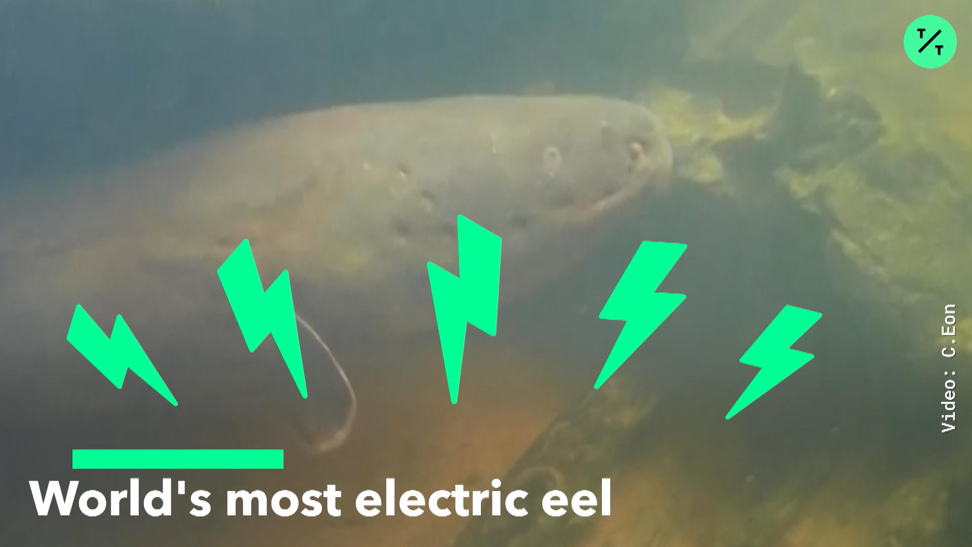 Watch World's Most Shocking Animal - Bloomberg