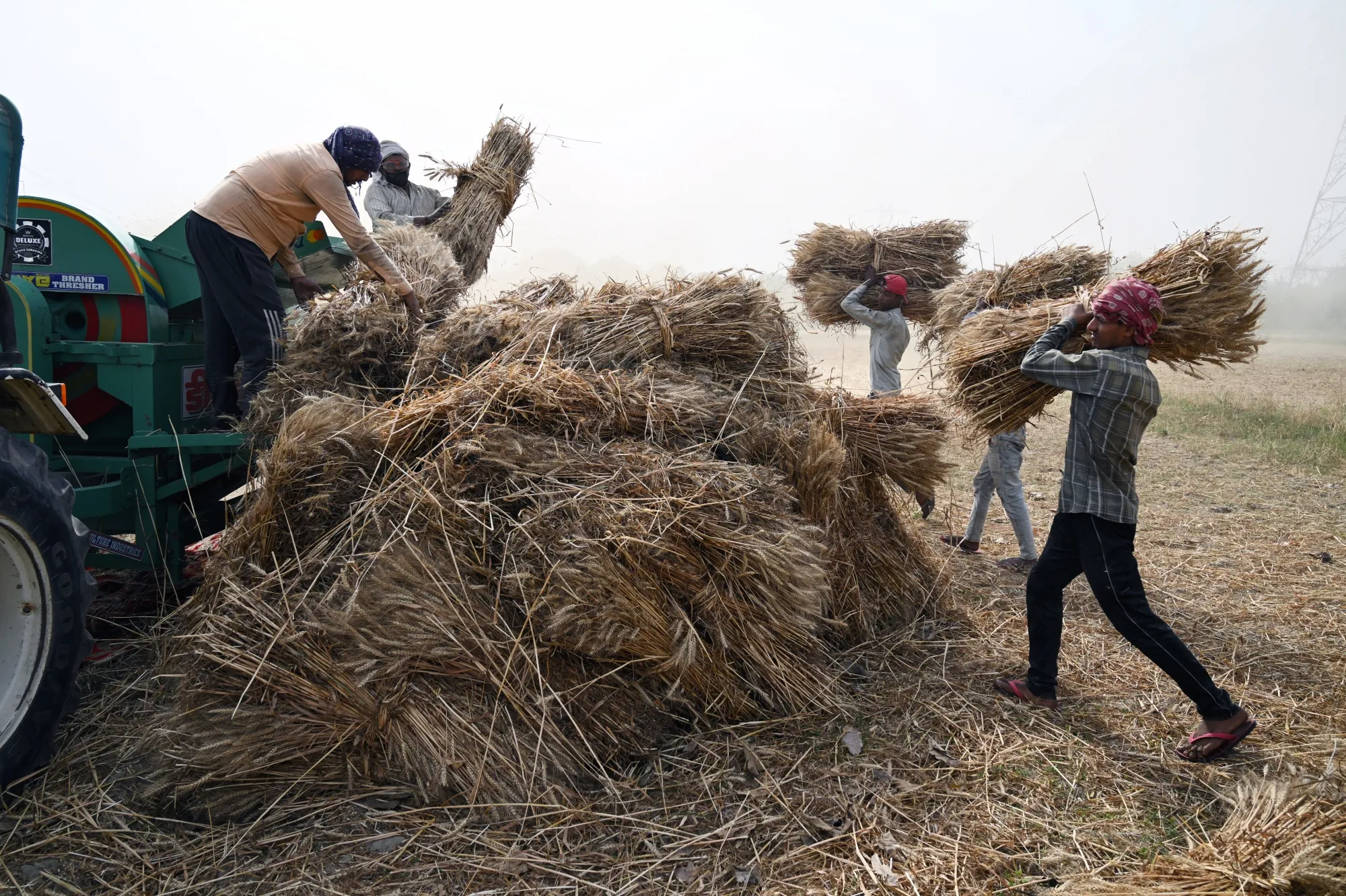 India’s Wheat Crop Under Threat from Warm Weather Before Harvest ...