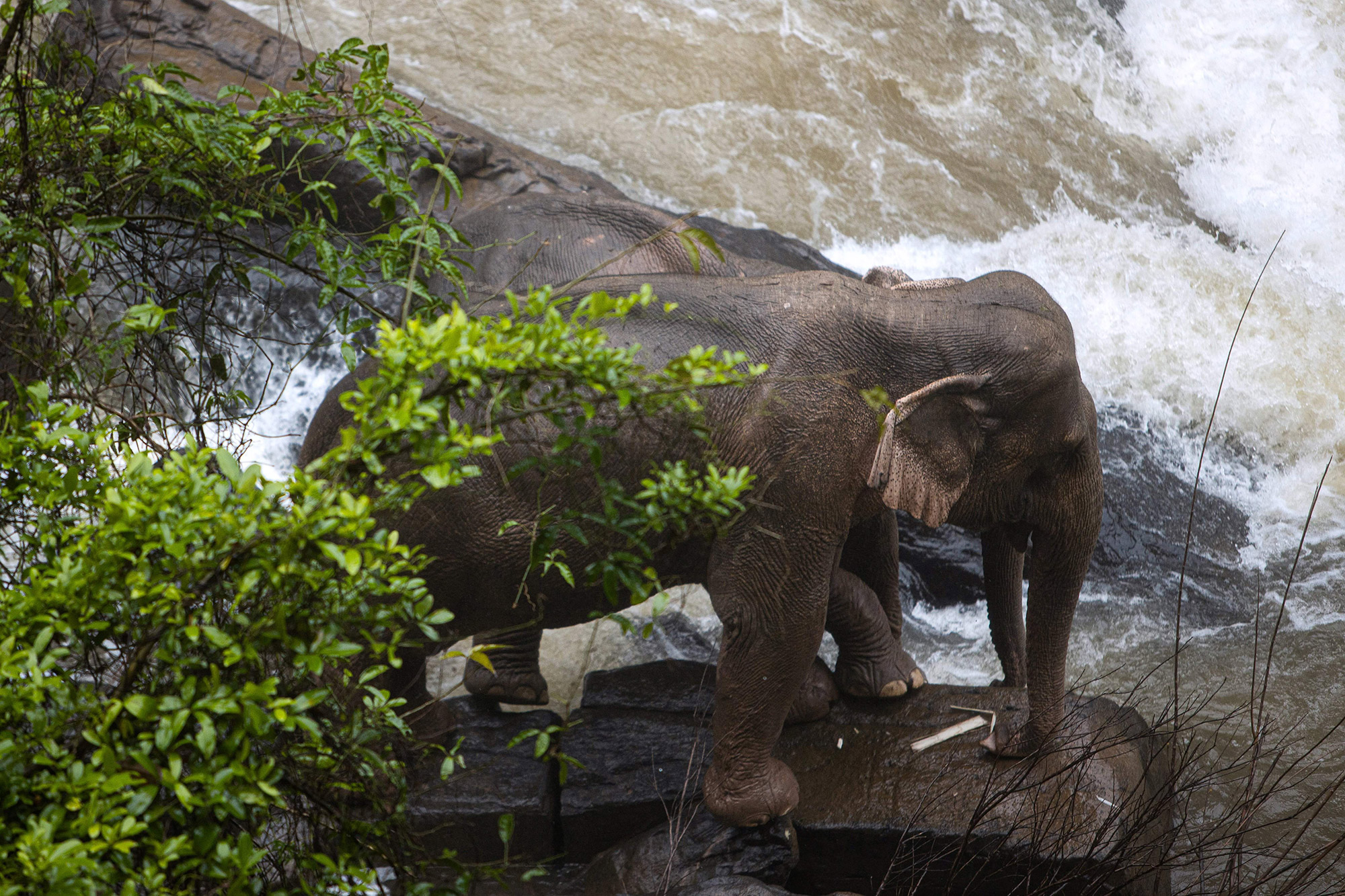 6 Elephants Drown, 2 Rescued in Thai National Park - Bloomberg