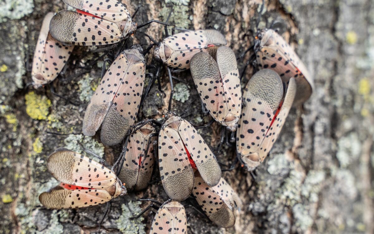 Why Spotted Lanternflies Spread So Fast in NYC, Philadelphia and ...