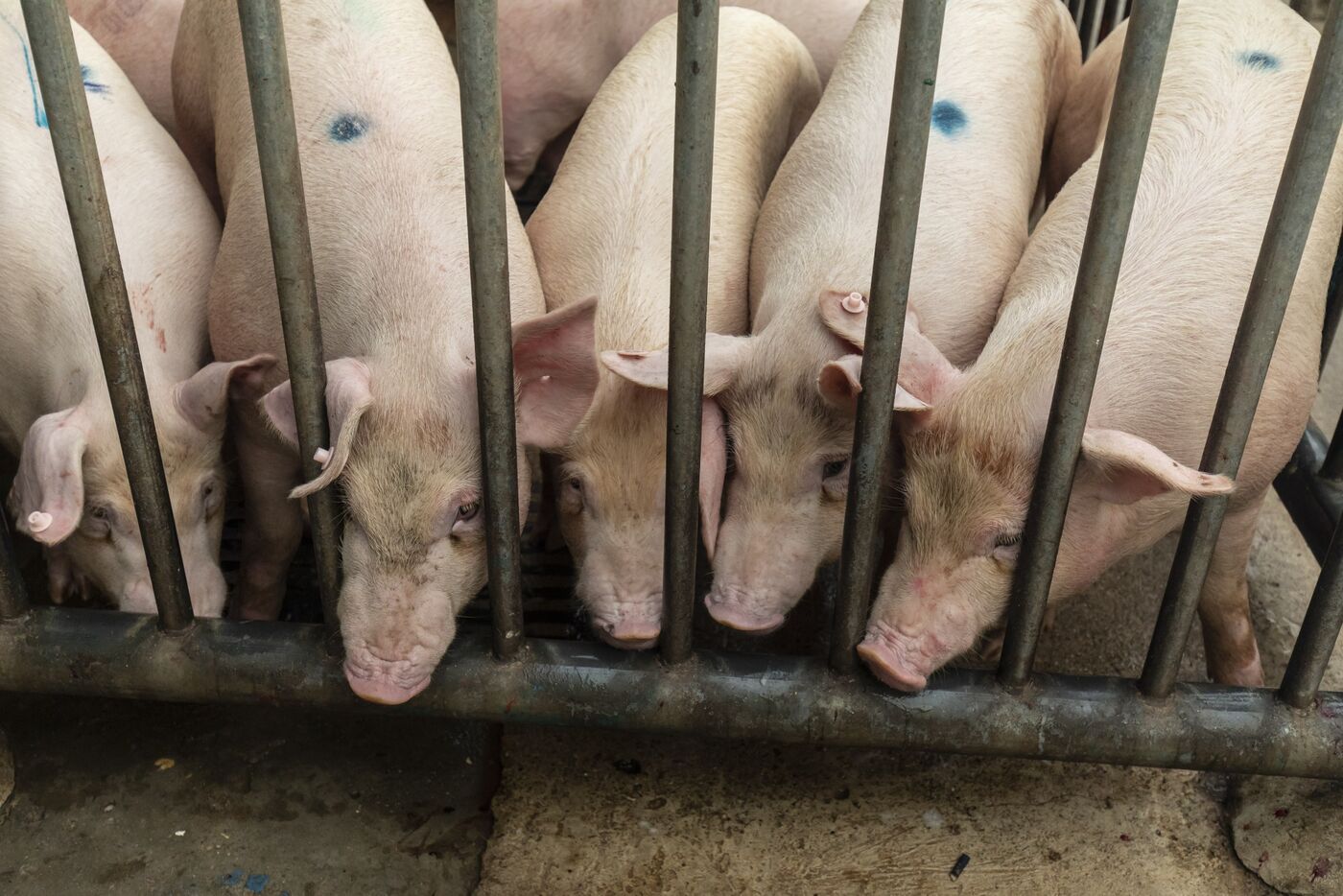 China Factory Deflation Worsens as Pork Drives Consumer Inflation ...