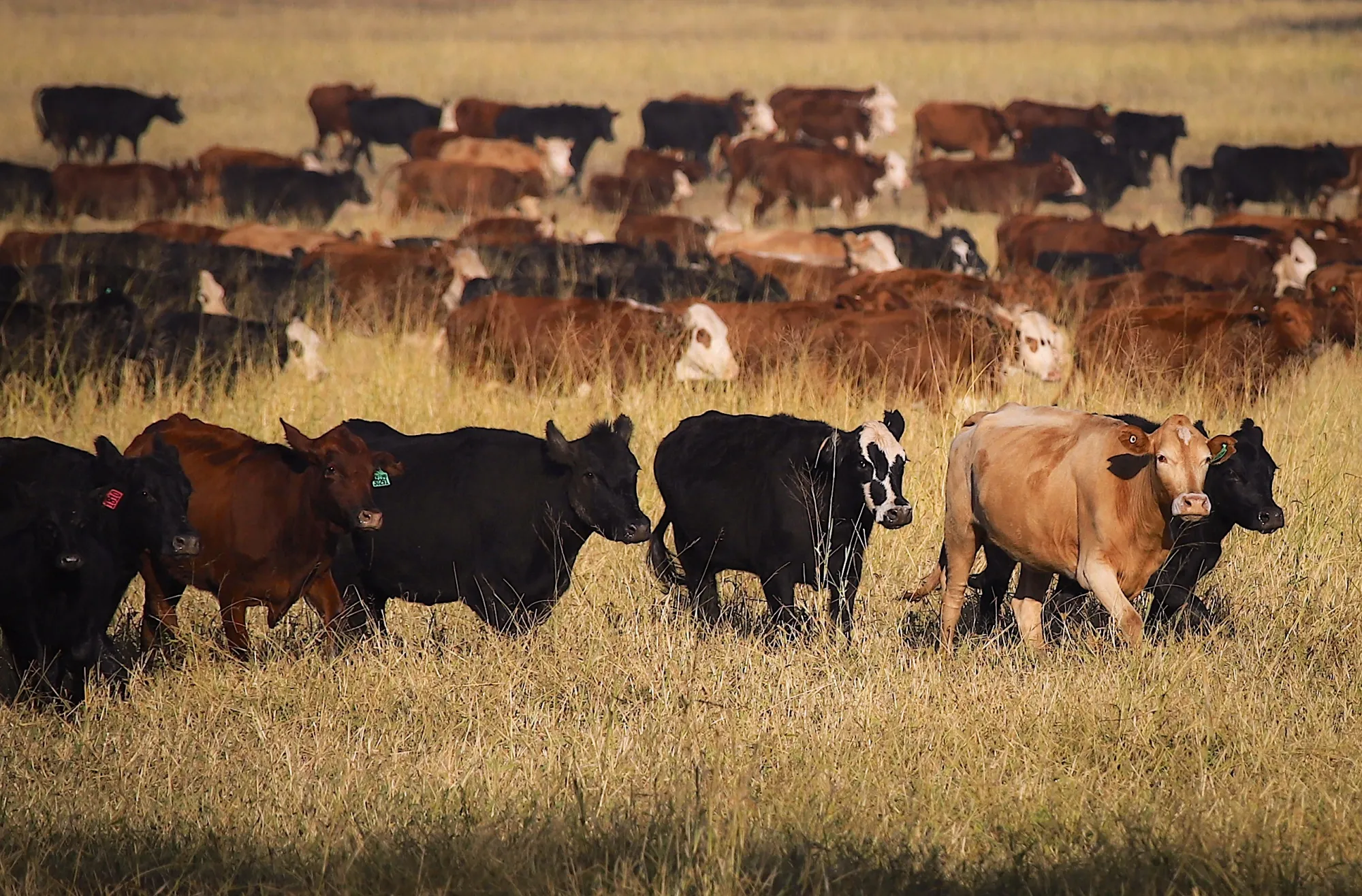 Australia’s Beef Farmers Expect New China Tariff Within Weeks - Bloomberg