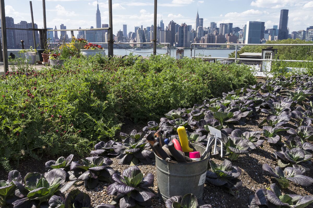 Urban Farming Has a Surprisingly High Climate Toll - Bloomberg