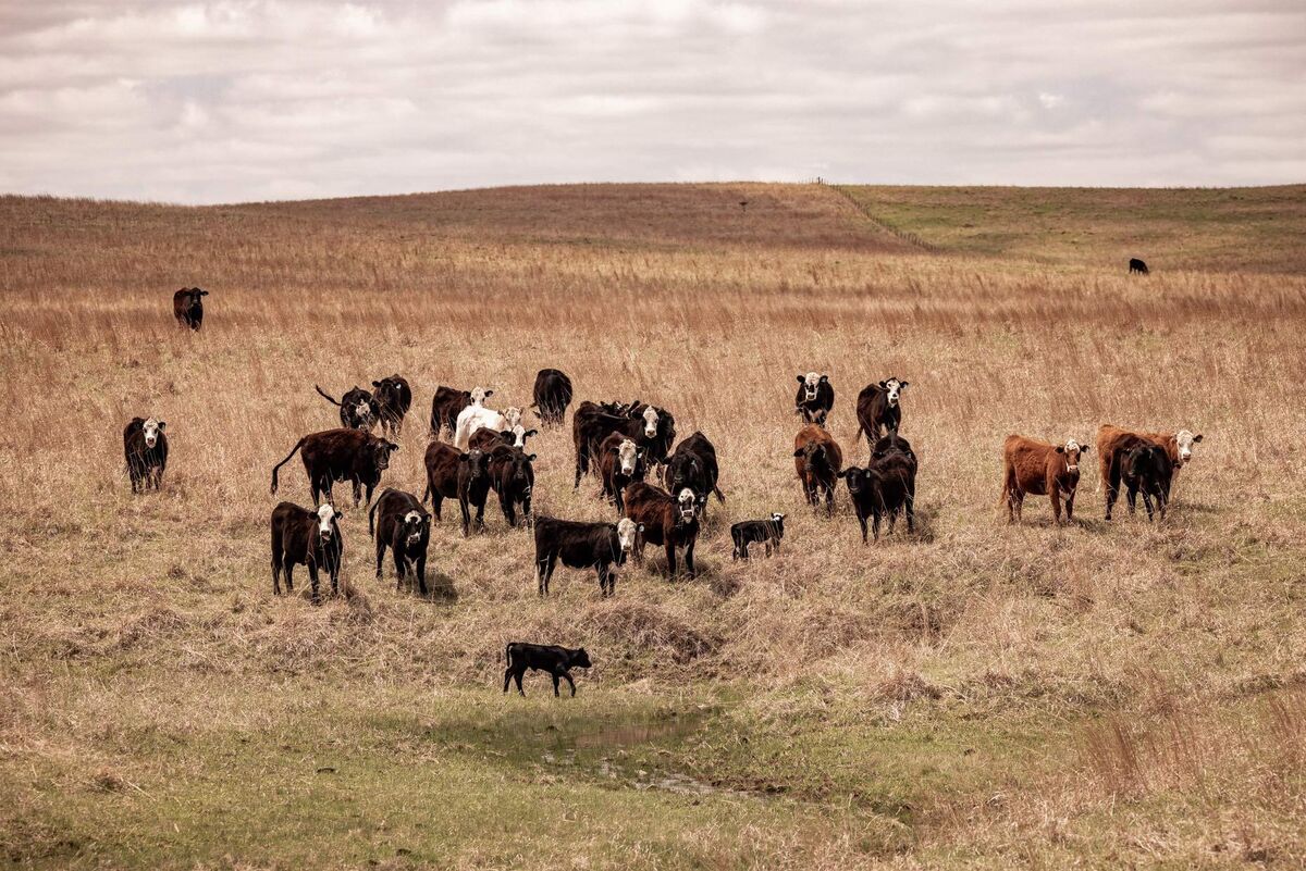 Big Take: How Osage Nation Oil, Land Rights Were Stripped Under US ...